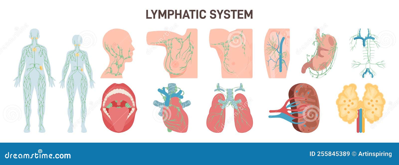 Lymphatic System Nods and Organs. Structure of a Human Lymph Node Stock ... Lymphatic System Nods and Organs. Structure of a Human Lymph Node Stock ...