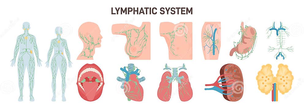 Lymphatic System Nods and Organs. Structure of a Human Lymph Node Stock ...