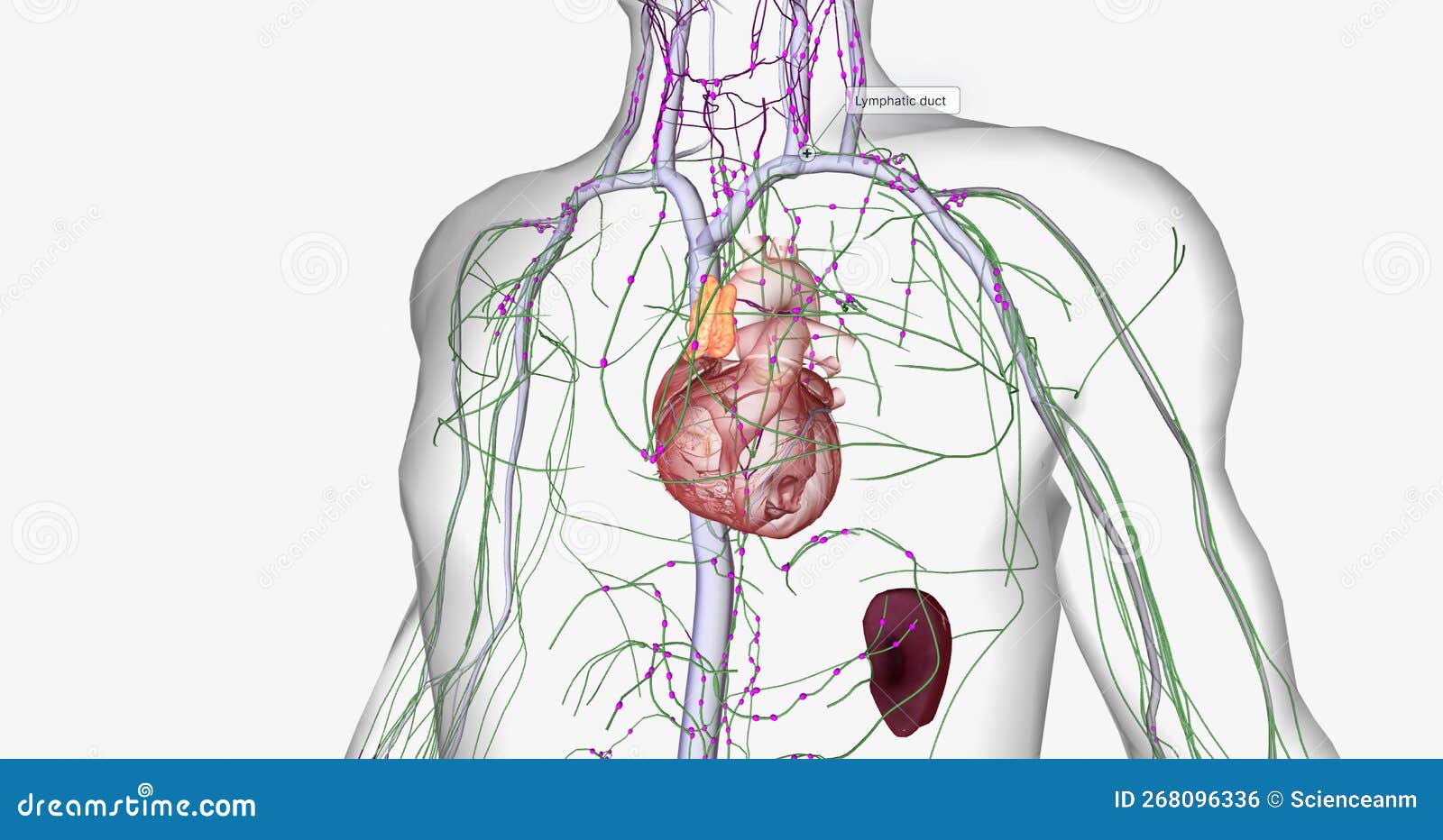 The Lymphatic System is Part of the Immune and Circulatory Systems ...