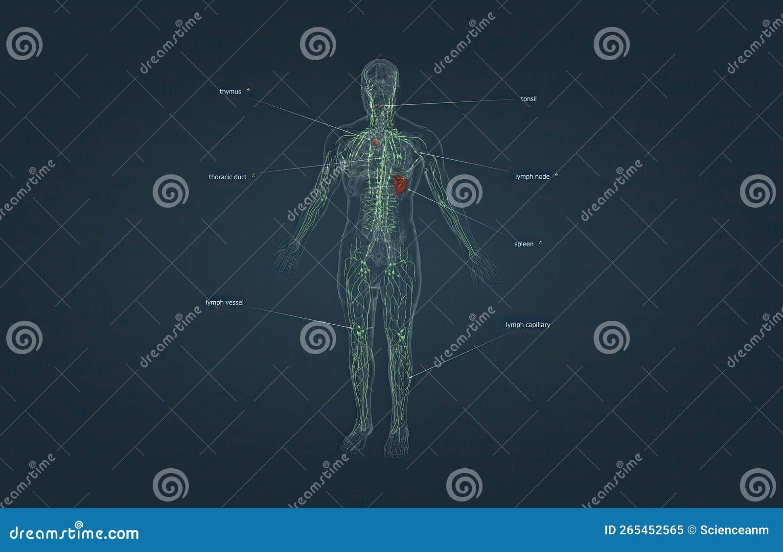 The Lymphatic System a Part of the Immune System in Humans and an Organ ...