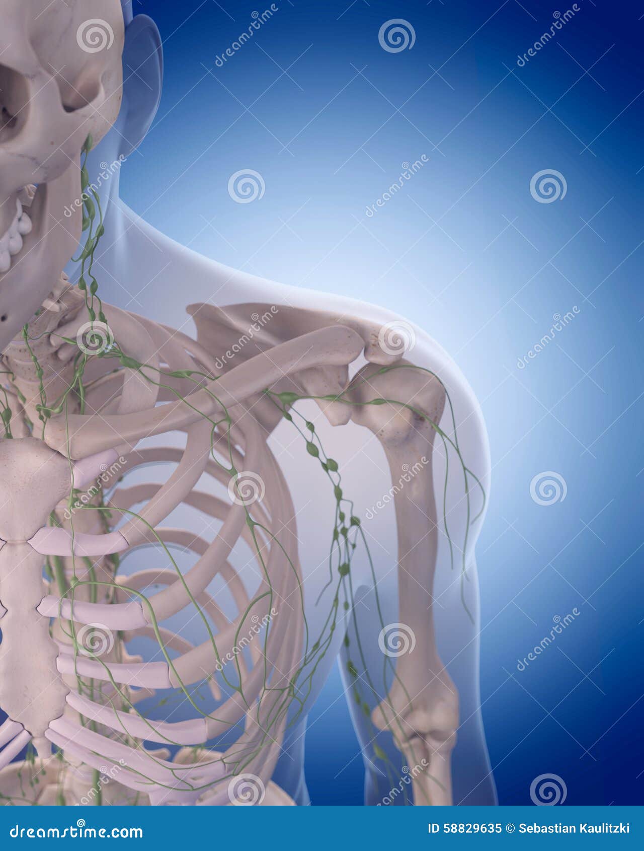 The Lymphatic System - the Shoulder Stock Illustration - Illustration ...