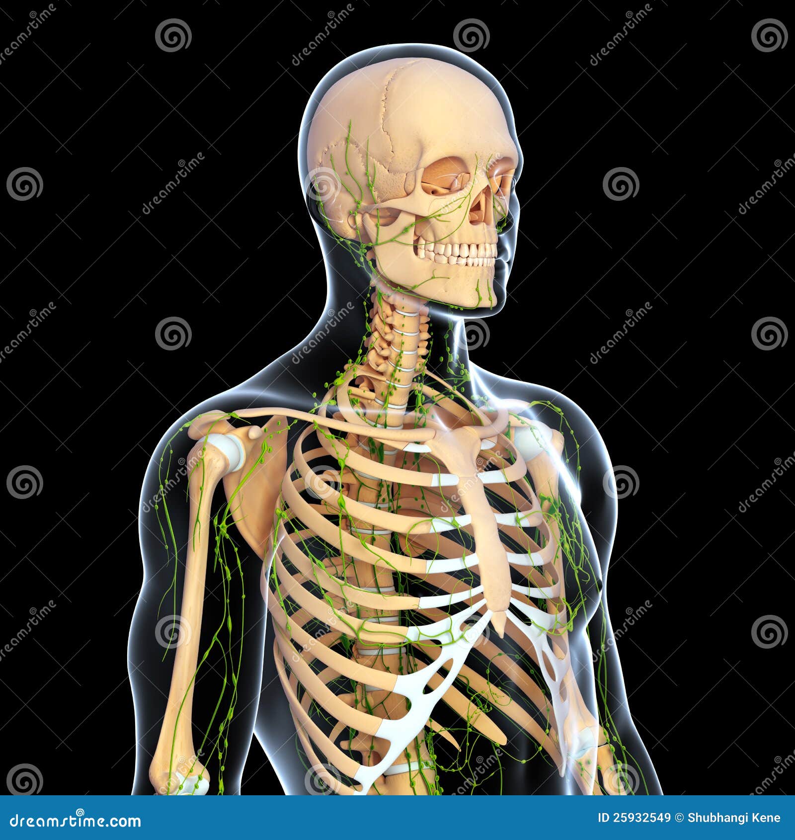 Cell Skeleton Royalty-Free Stock Photography | CartoonDealer.com #274679