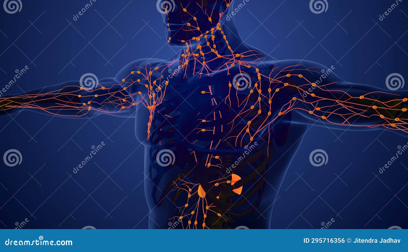 Lymphatic System Structure in Humans Stock Illustration - Illustration ...