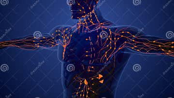 Lymphatic System Structure in Humans Stock Illustration - Illustration ...