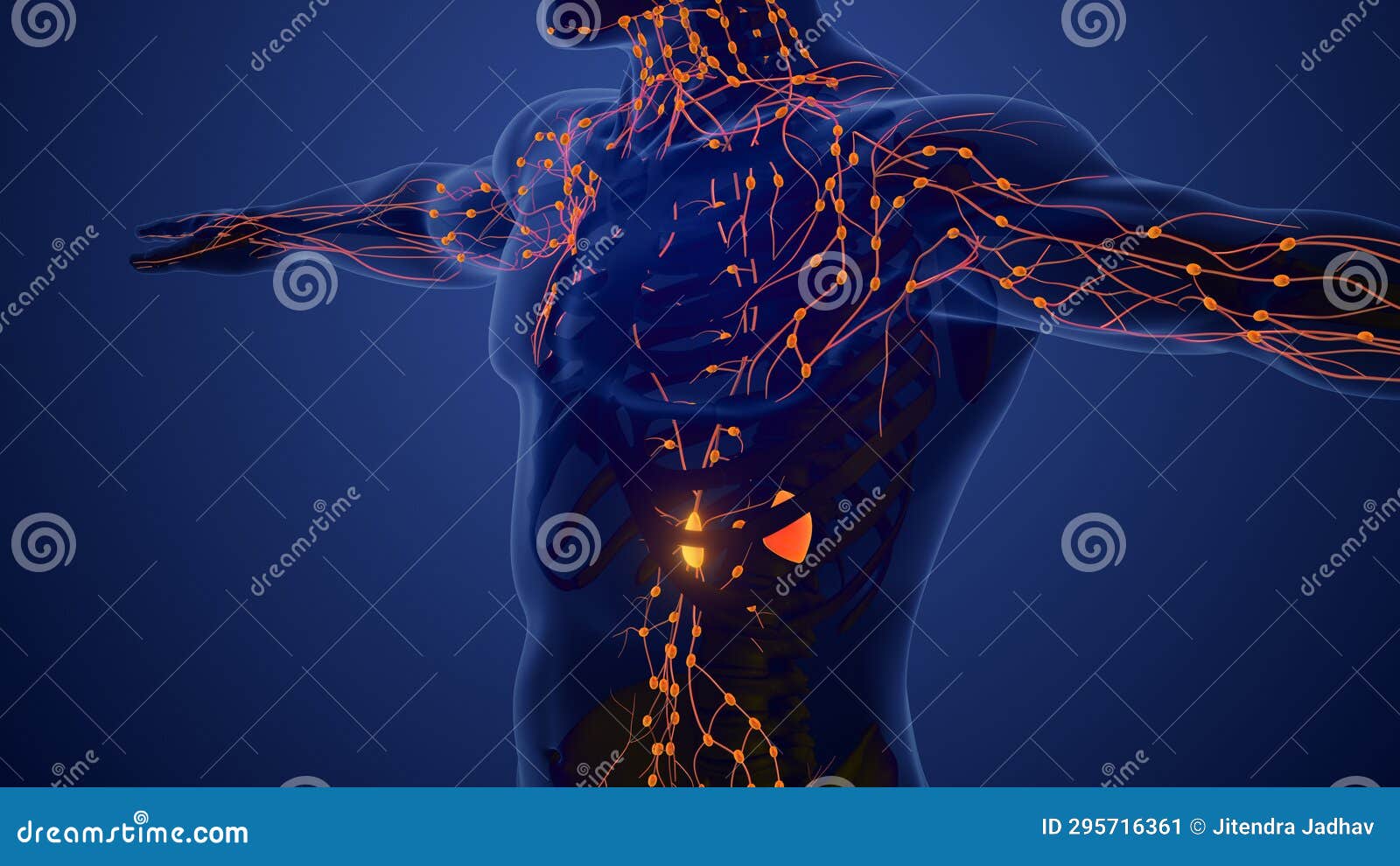 Lymphatic System Structure in Humans Stock Illustration - Illustration ...