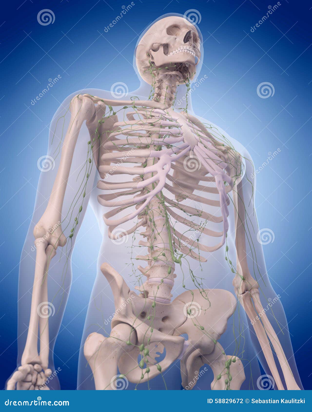 The Lymphatic System - the Thorax Stock Illustration - Illustration of ...