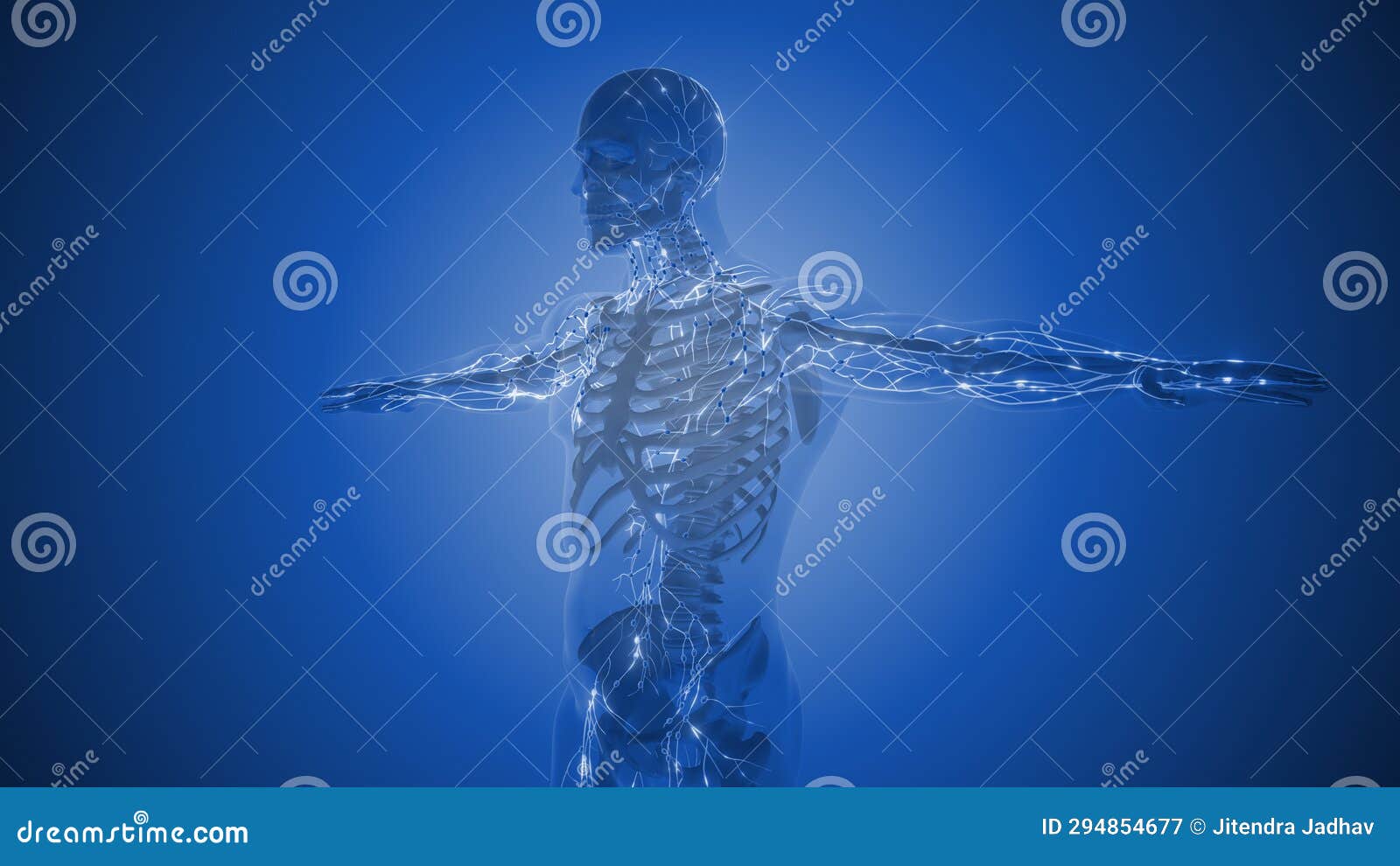 Anatomy of the Lymphatic System in Humans Stock Illustration ...