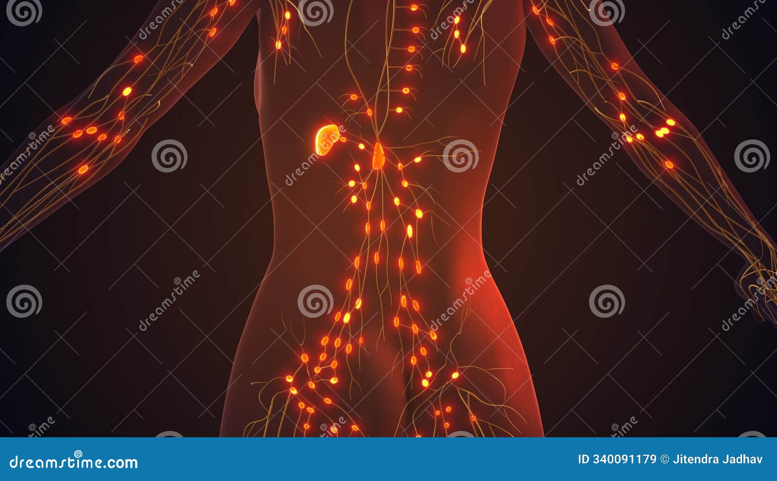 Lymphatic System Managing Nodes and Fluid Circulation Stock ...
