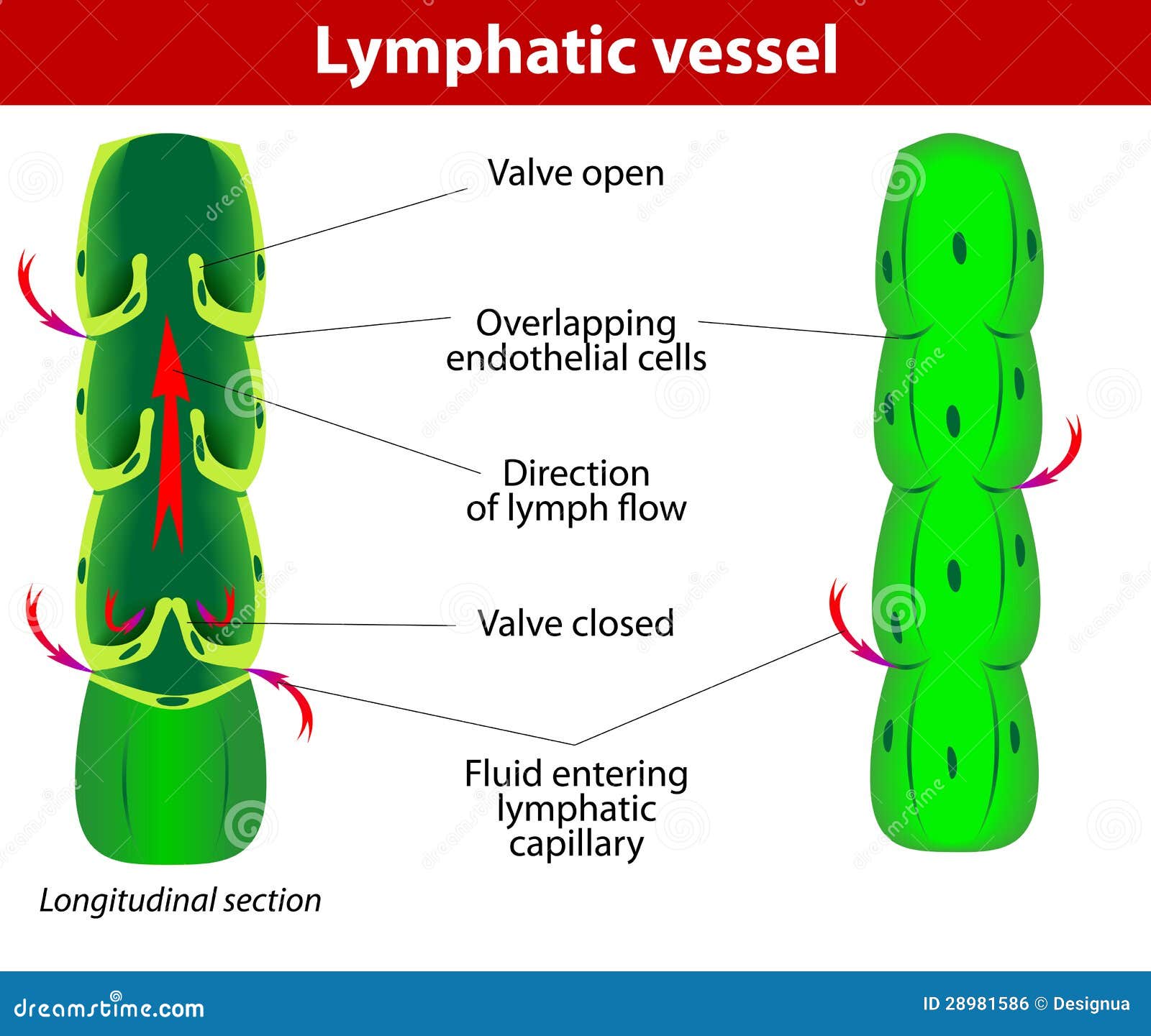 Lymphatic vessel stock vector. Illustration of disease - 28981586