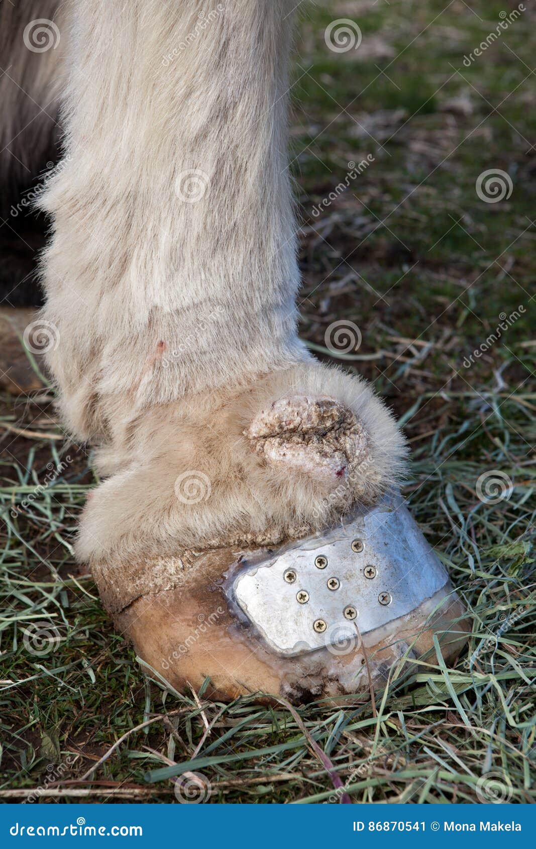 Lymphedema equino imagen de archivo. Imagen de dermatitis - 86870541