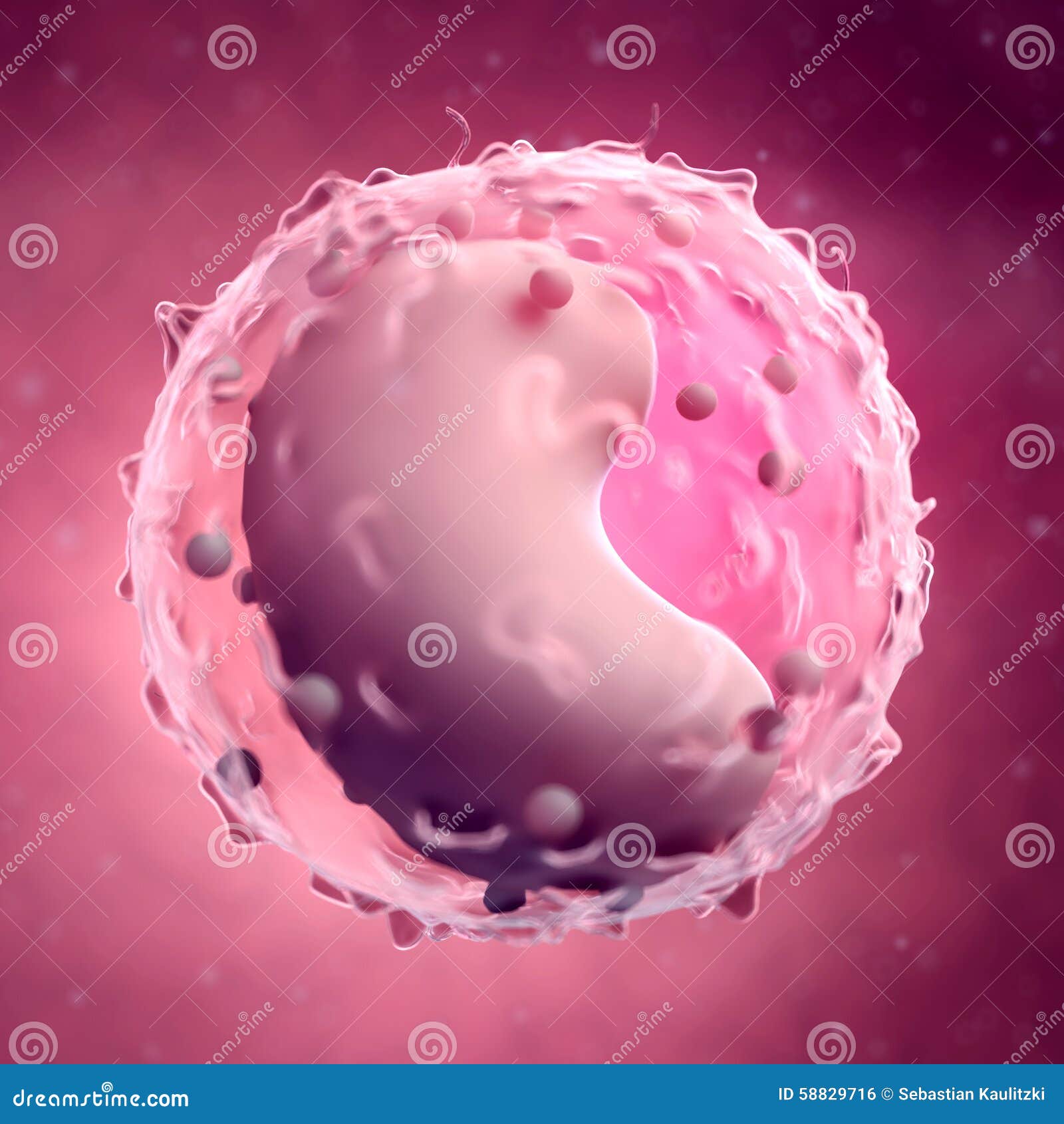Lymphocyte Stock Illustrations – 795 Lymphocyte Stock Illustrations ...