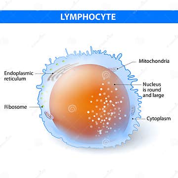 Lymphocyte stock vector. Illustration of adaptive, microbiology - 68633345