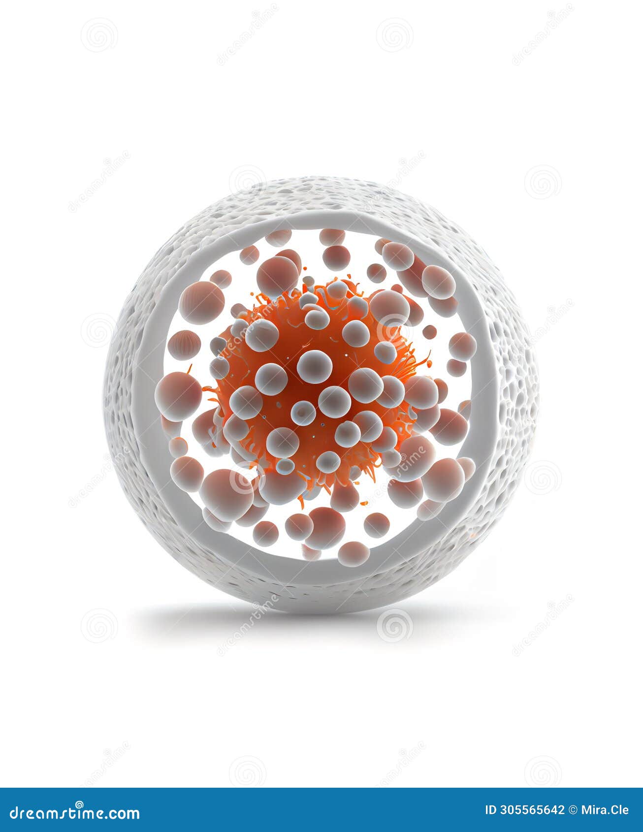 Lymphocyte . White Blood Cells With Transparency Membrane And Large ...