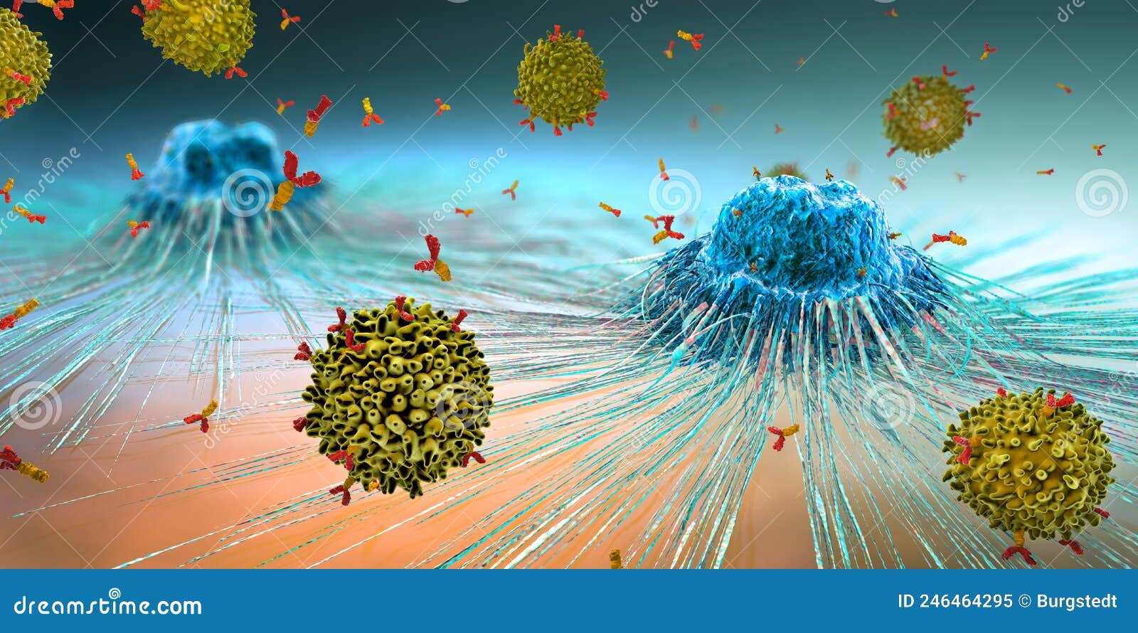 Lymphocytes Cell in the Immune System Reacting and Attacking a ...