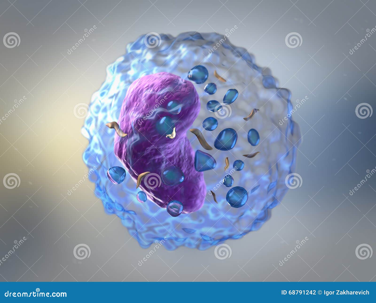 Lymphozyten Sind Weiße Blutkörperchen Oder Leukozyten Im Menschlichen ...