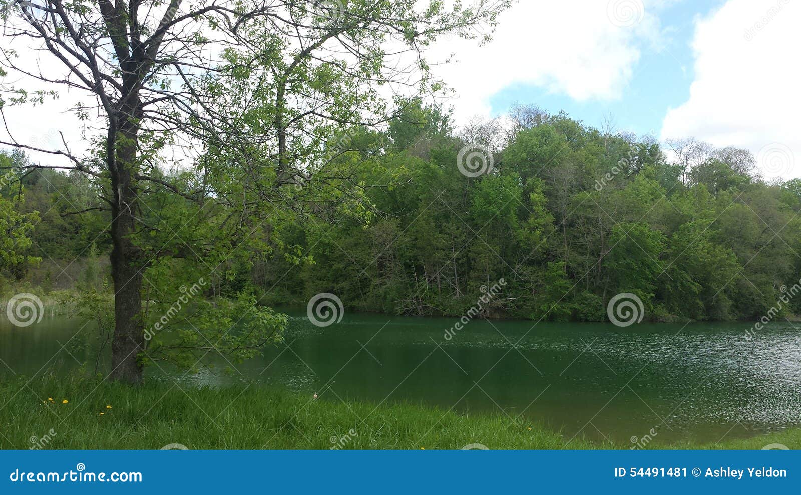 Lyn pit stock image. Image of treed, swimming, pond - 54491481