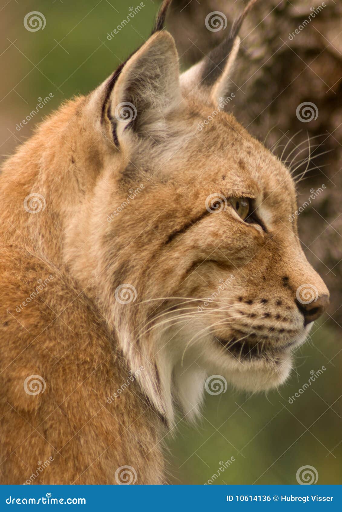 Lynx stock photo. Image of mammal, snout, ears, lynx - 10614136