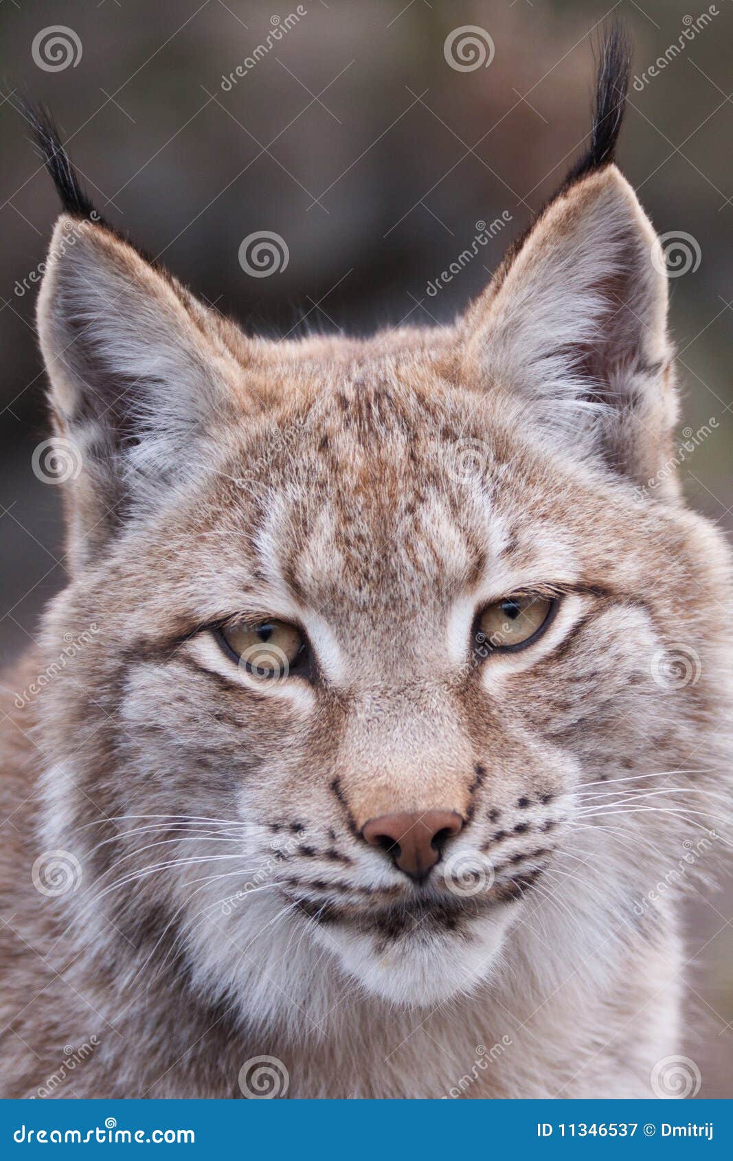 Lynx stock image. Image of mouth, endangered, bobcat - 11346537