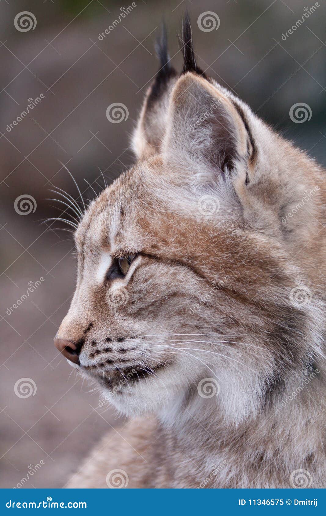 Lynx stock image. Image of close, teeth, wildlife, bobcat - 11346575
