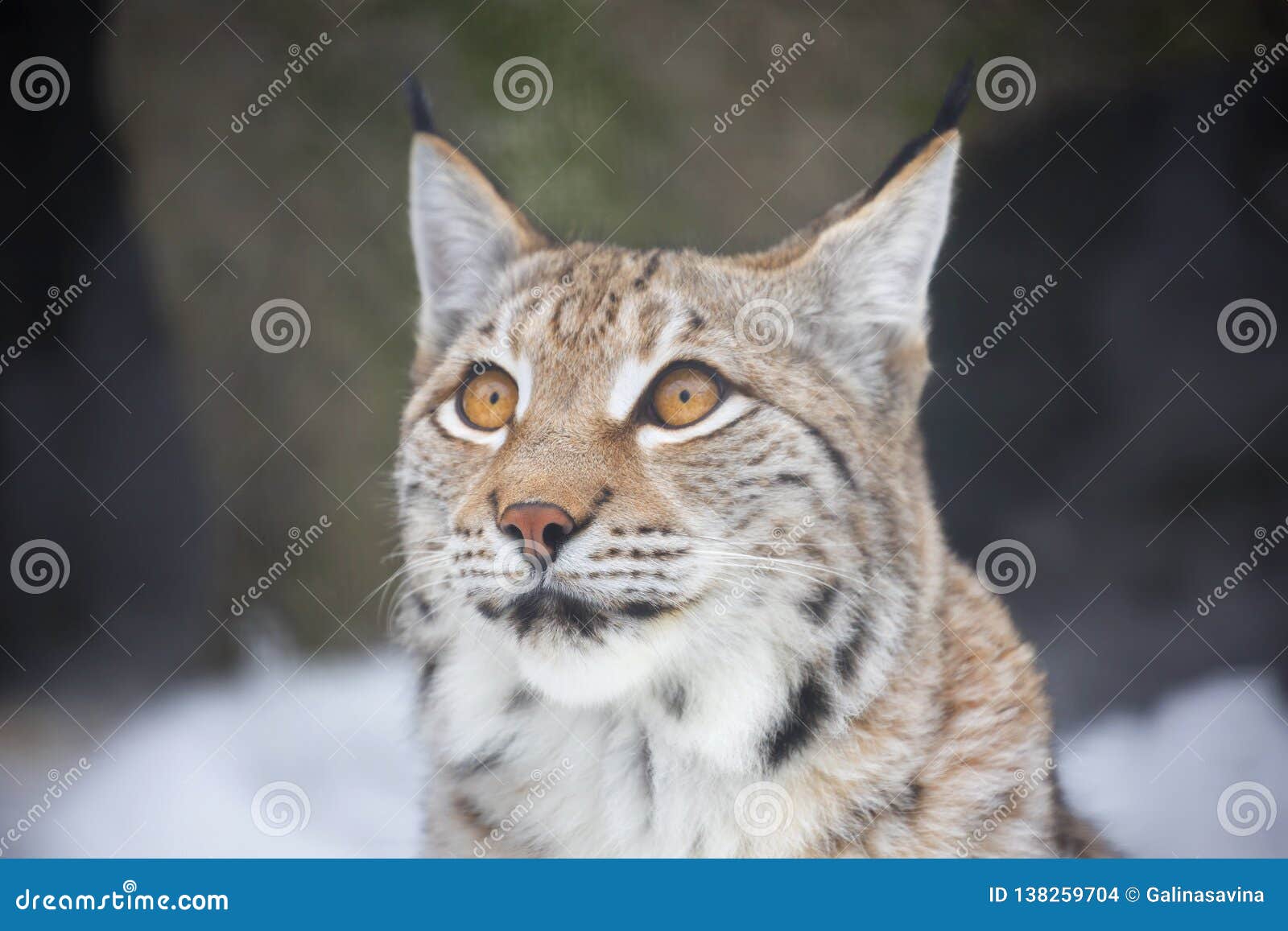 Lynx stock foto. Image of zoogdier, lynx, roofdier, bevlekt - 138259704