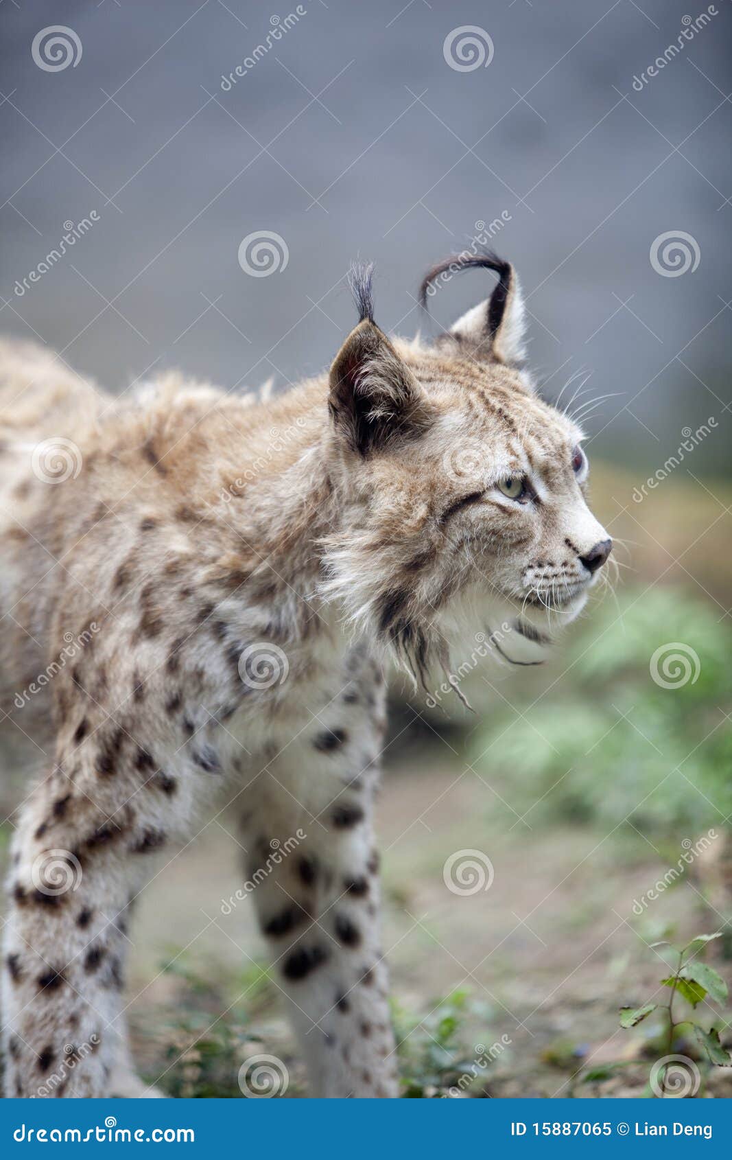 Lynx stock image. Image of lynx, blind, outside, mammals - 15887065