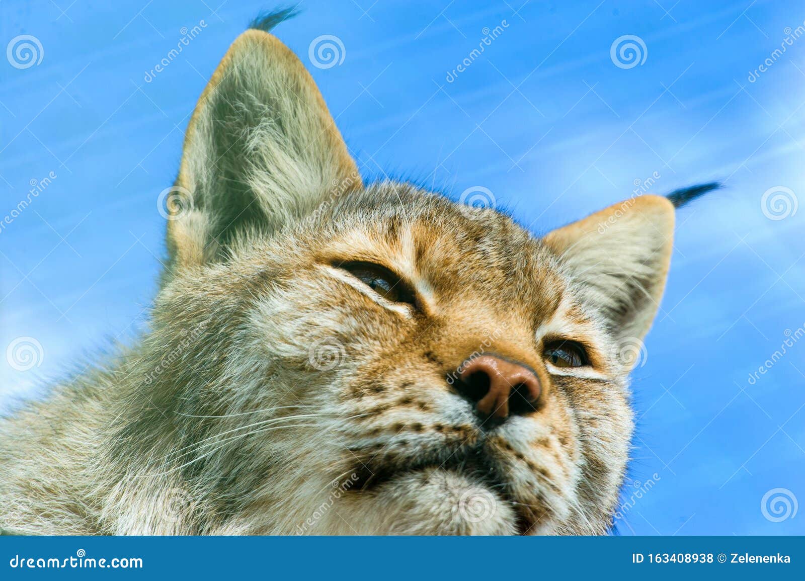 Lynx stock photo. Image of mammal, spotted, feline, endangered - 163408938