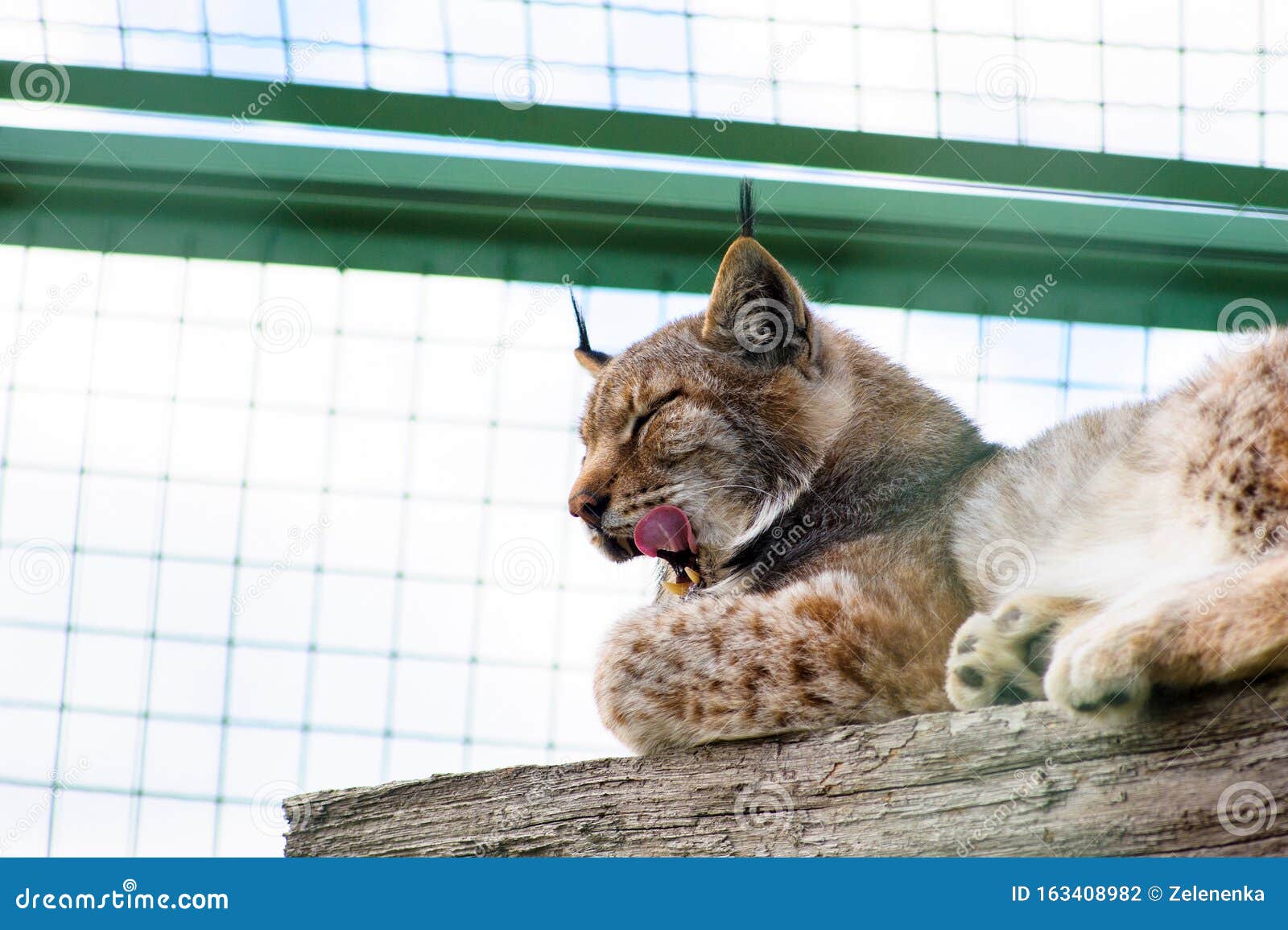 Lynx stock photo. Image of head, park, animal, beast - 163408982