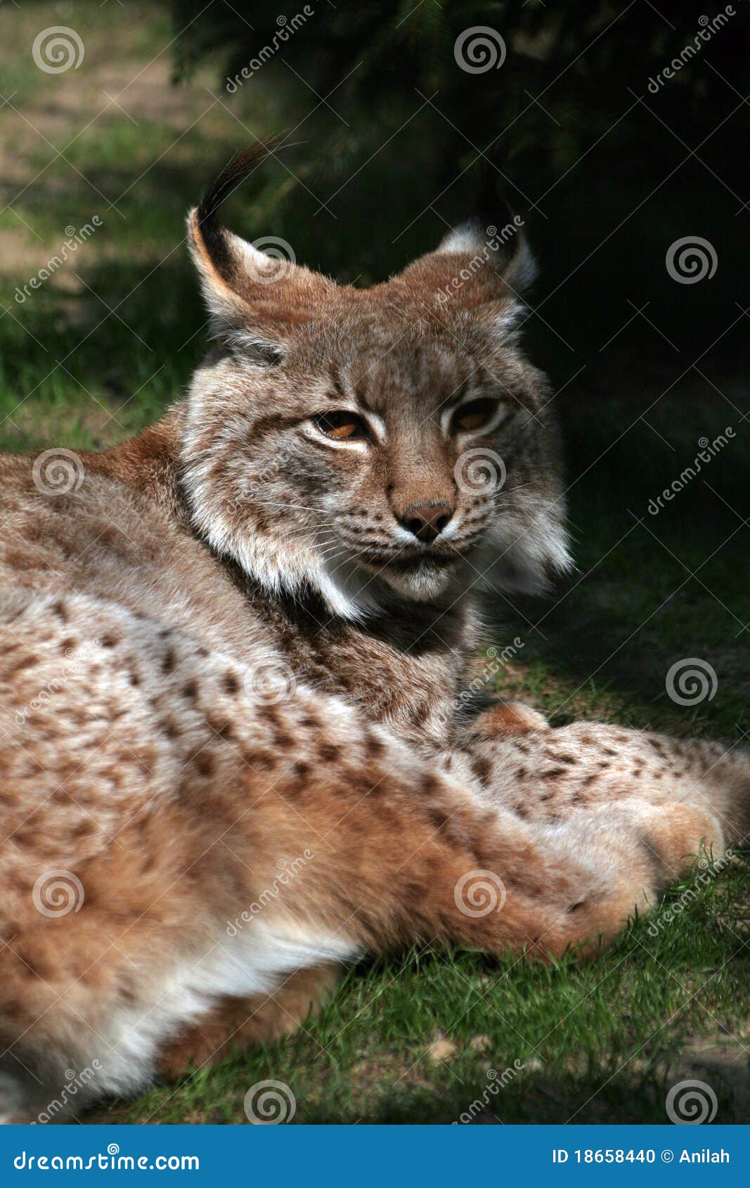 Lynx Stock Photo - Image: 18658440