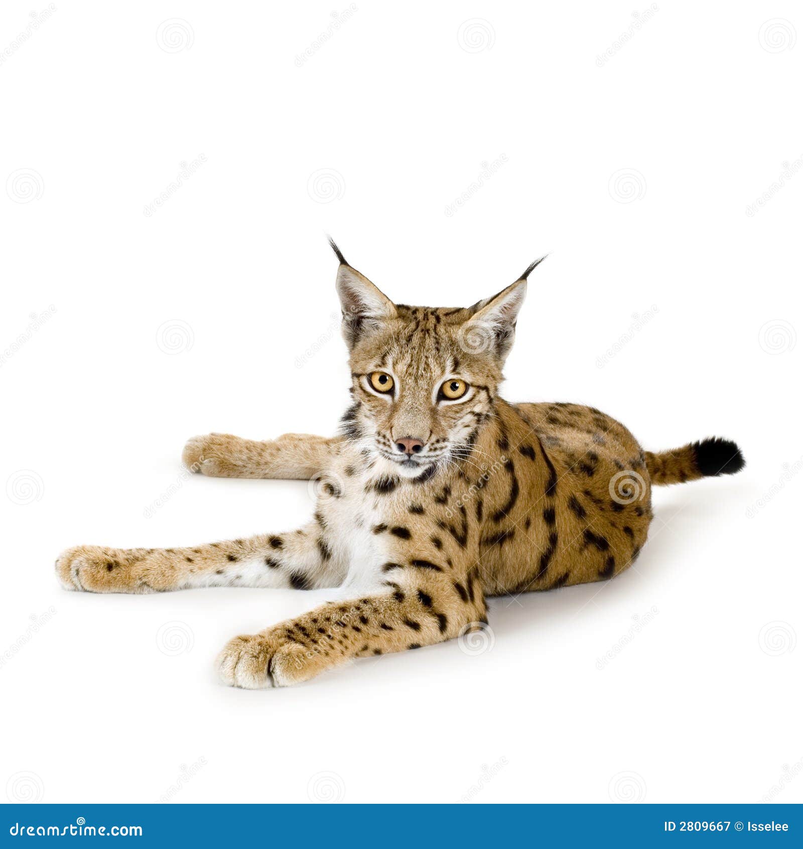 Lynx (2 ans) image stock. Image du mensonge, majestueux - 2809667