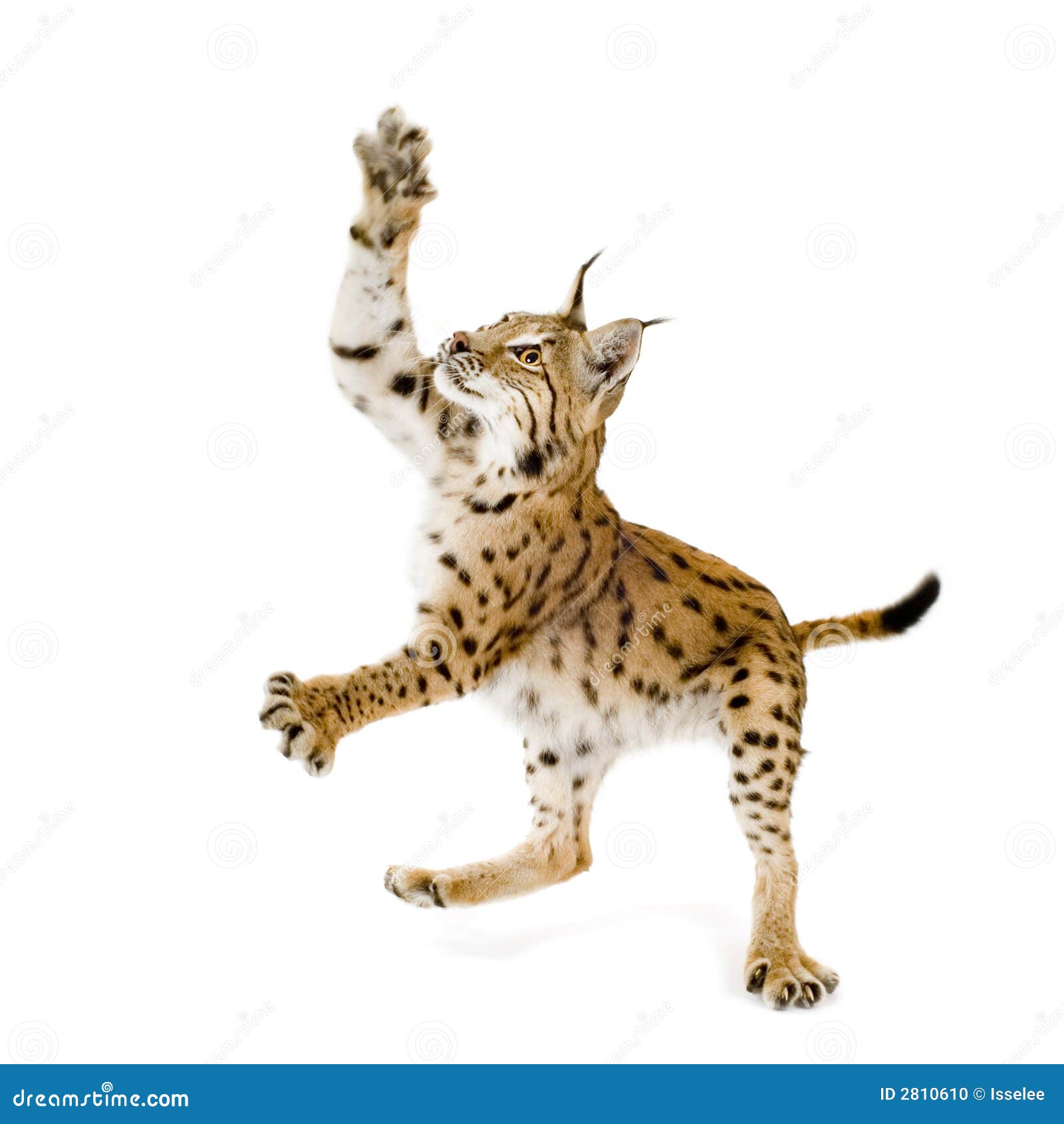 Angry Lynx Portrait Royalty-Free Stock Photography | CartoonDealer.com ...