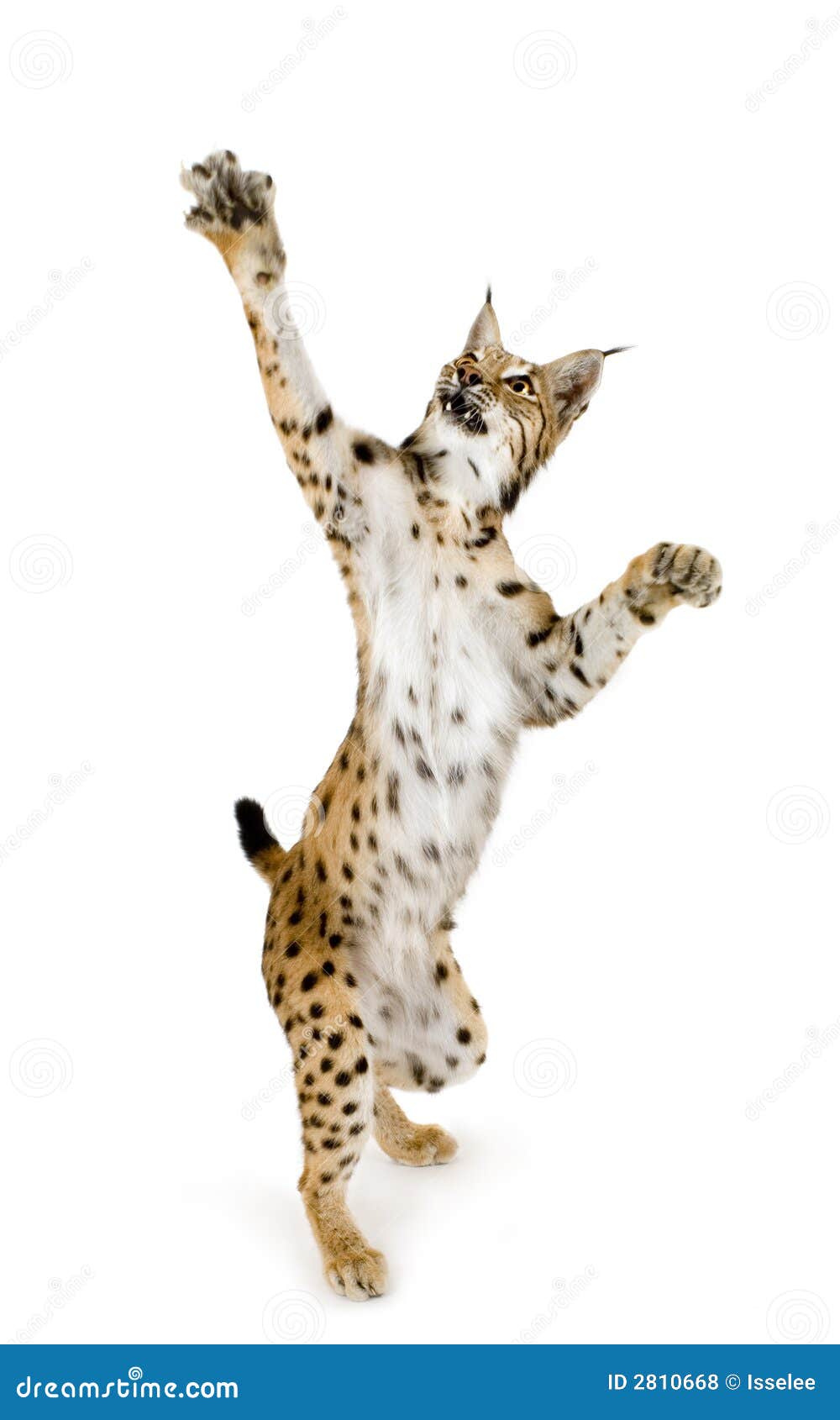 Angry Lynx Portrait Royalty-Free Stock Photography | CartoonDealer.com ...