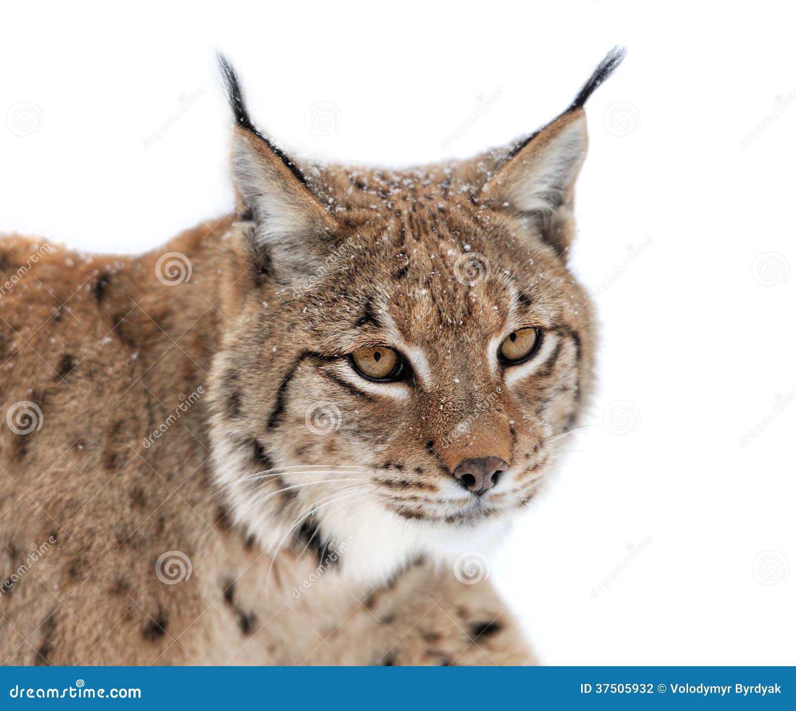 Lynx foto de stock. Imagem de lince, branco, feroz, besta - 37505932