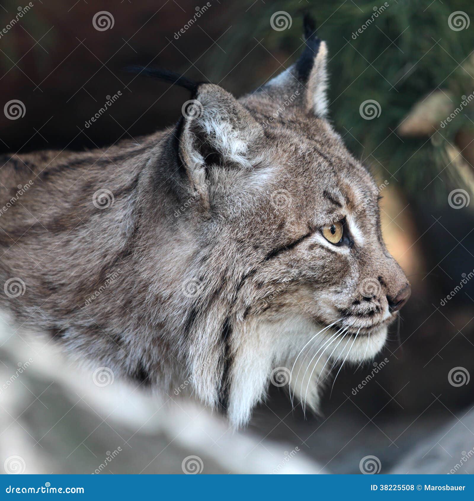 Lynx stock photo. Image of danger, natural, mammals, nature - 38225508