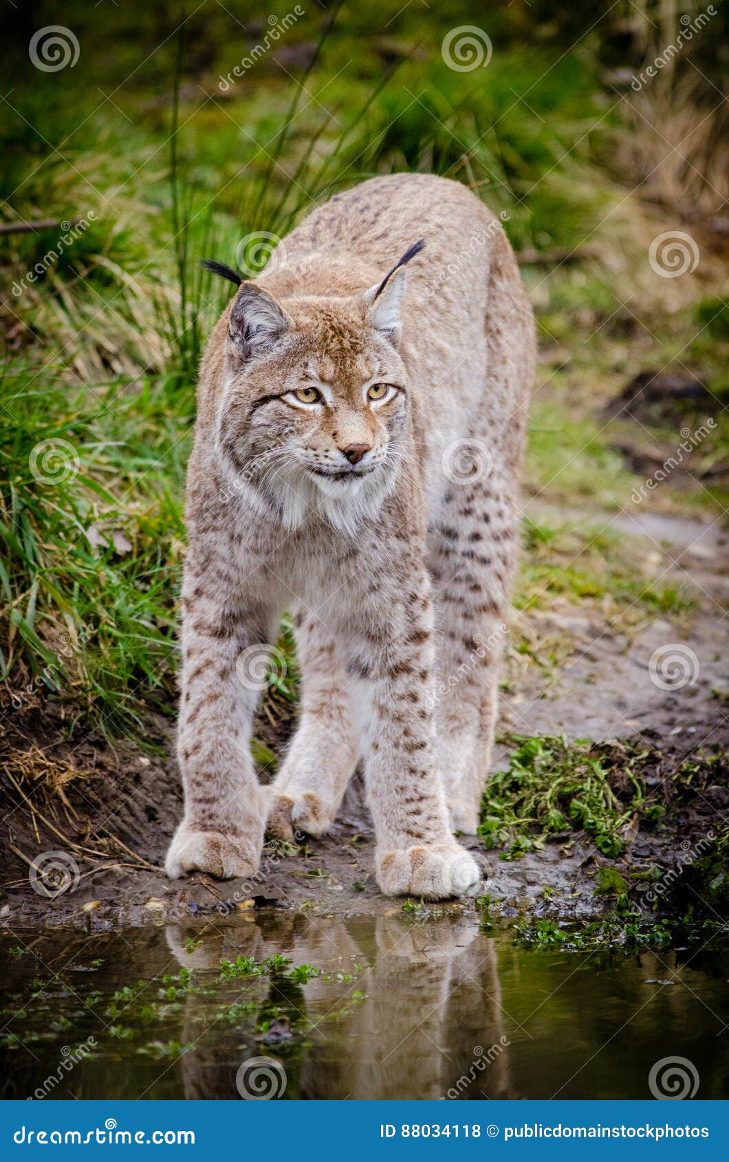 Lynx Picture. Image: 88034118
