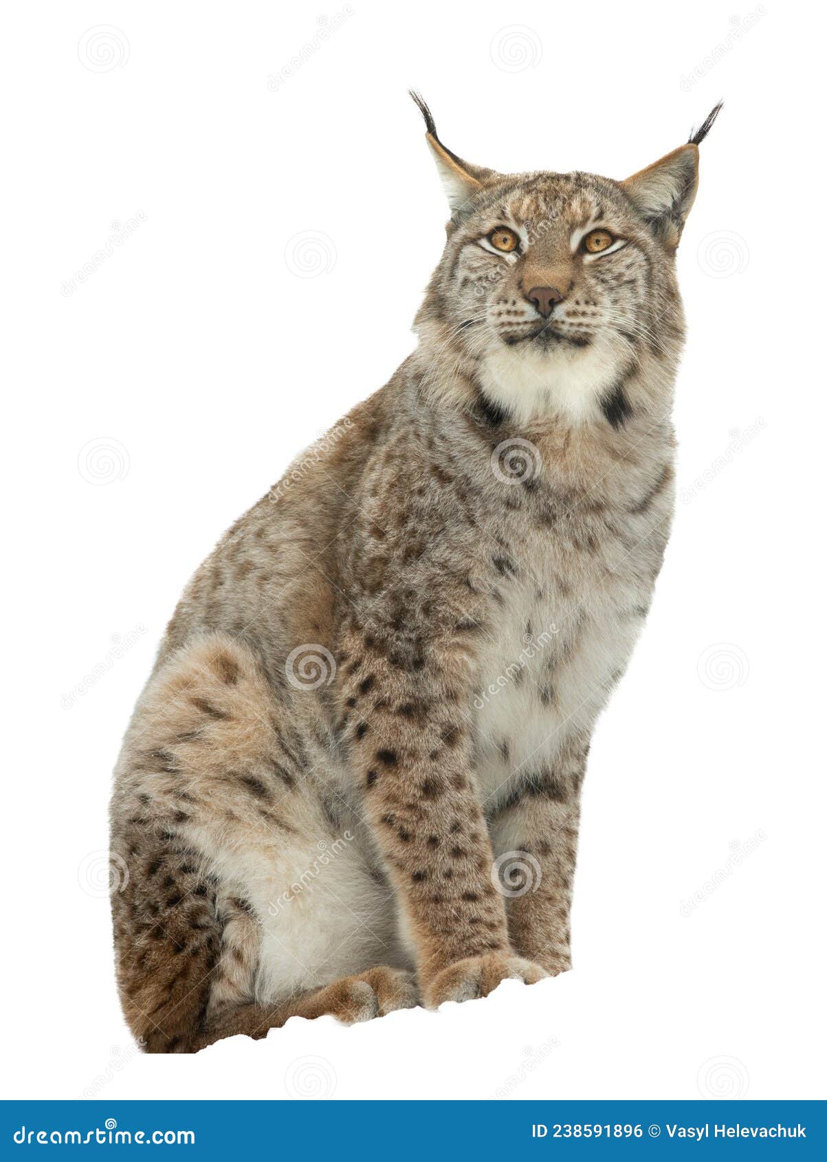 Lynx aislado en blanco foto de archivo. Imagen de piel - 238591896