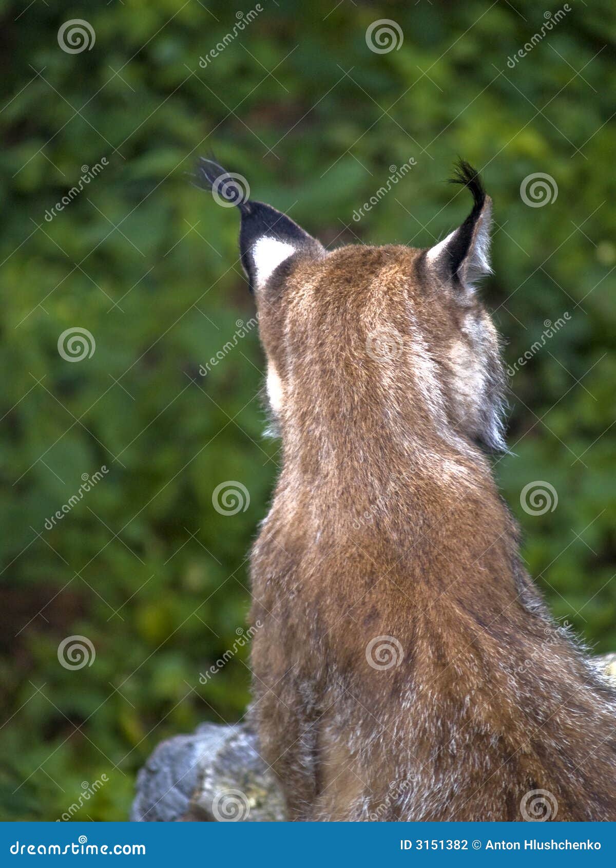 Lynx Back stock photo. Image of back, beast, captured - 3151382