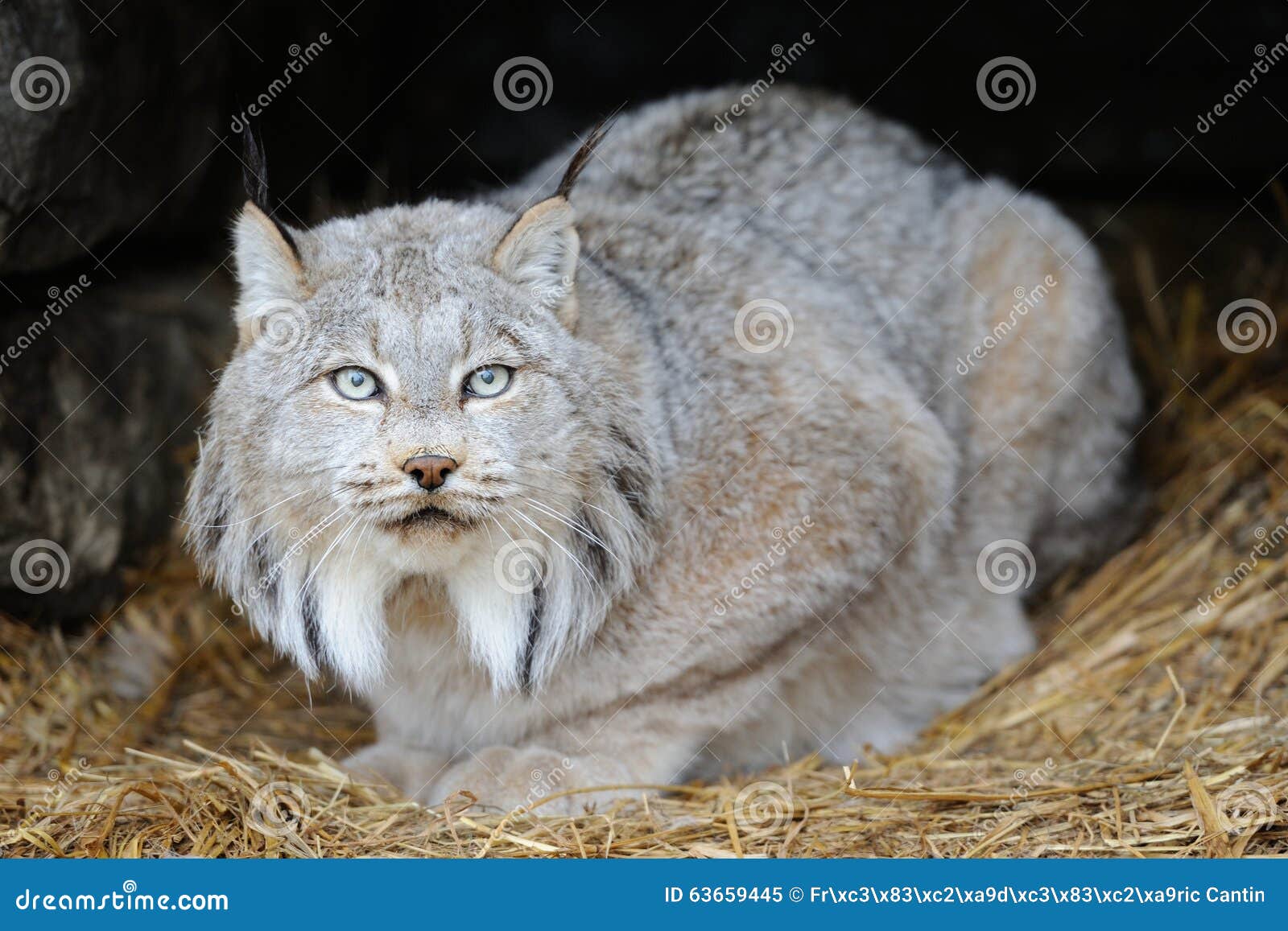 Lynx stock image. Image of animal, soft, beautiful, lynx - 63659445