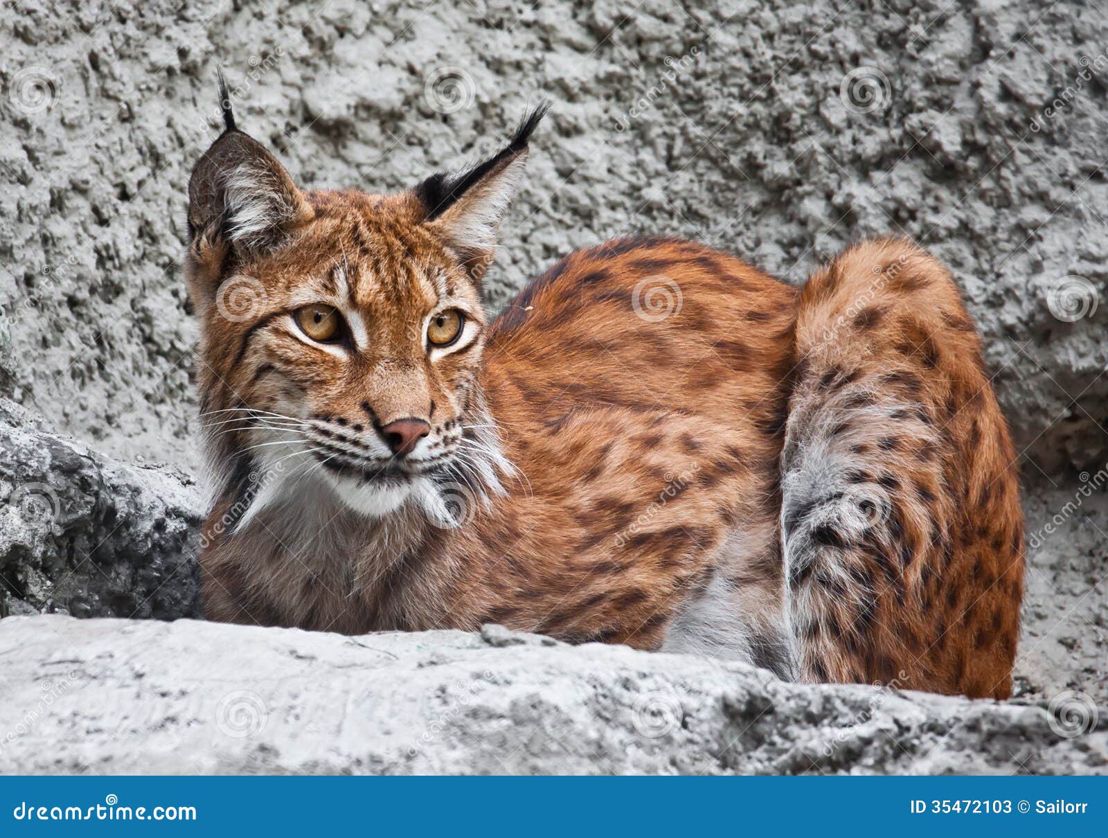 Lynx stock image. Image of nature, outdoor, mammal, portrait - 35472103
