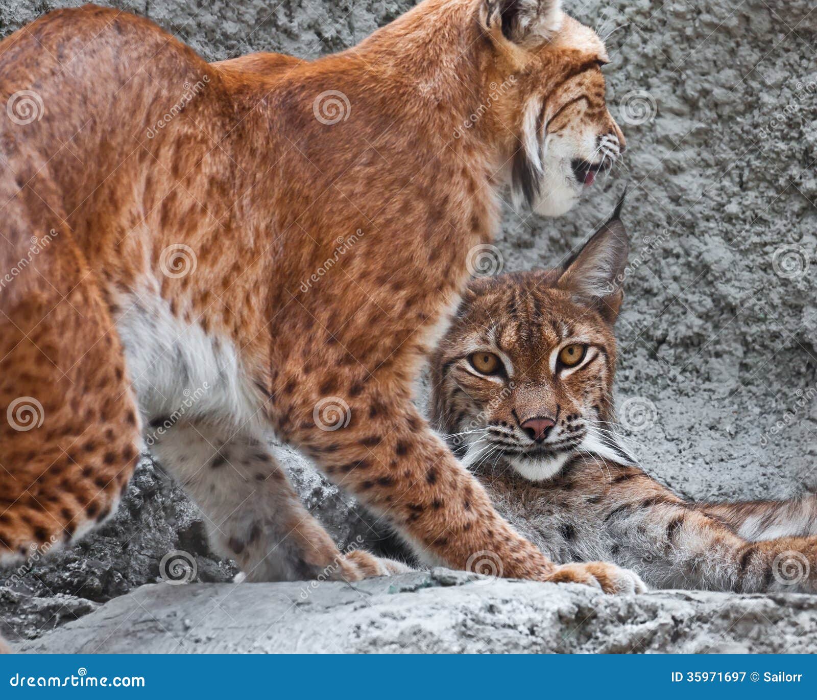 Lynx stock image. Image of closeup, predator, wild, stare - 35971697