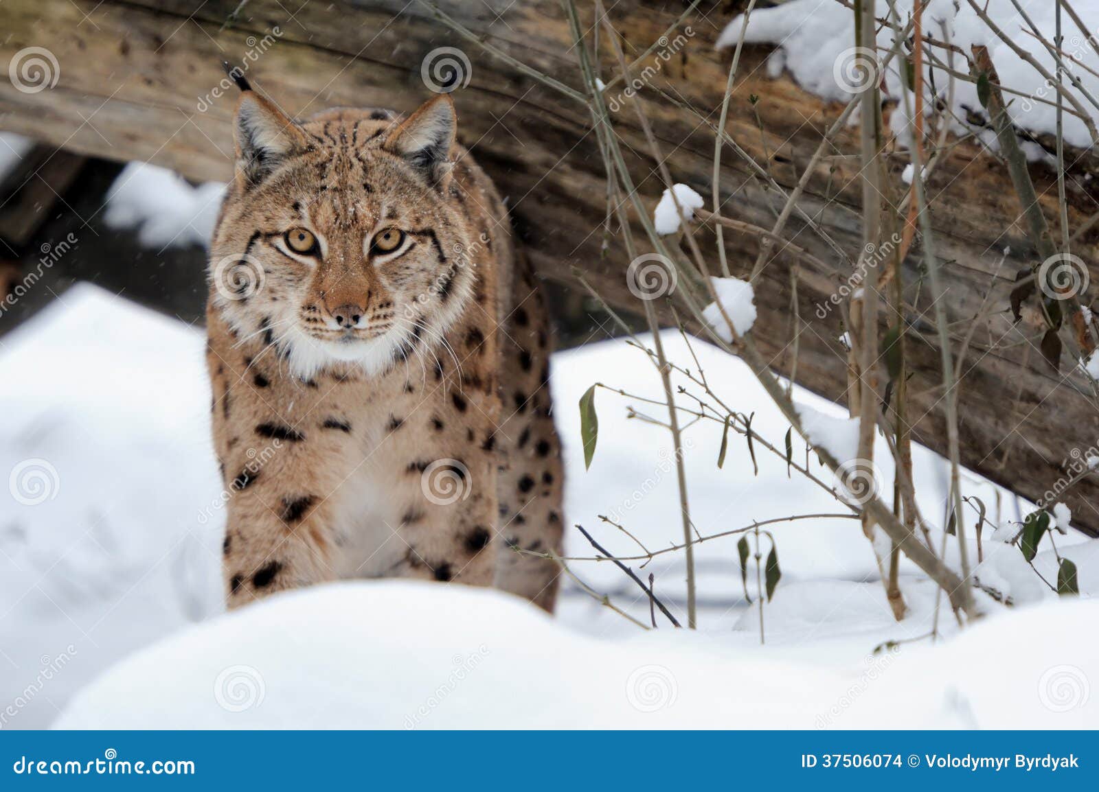 Lynx stock photo. Image of eyes, portrait, white, beautiful - 37506074