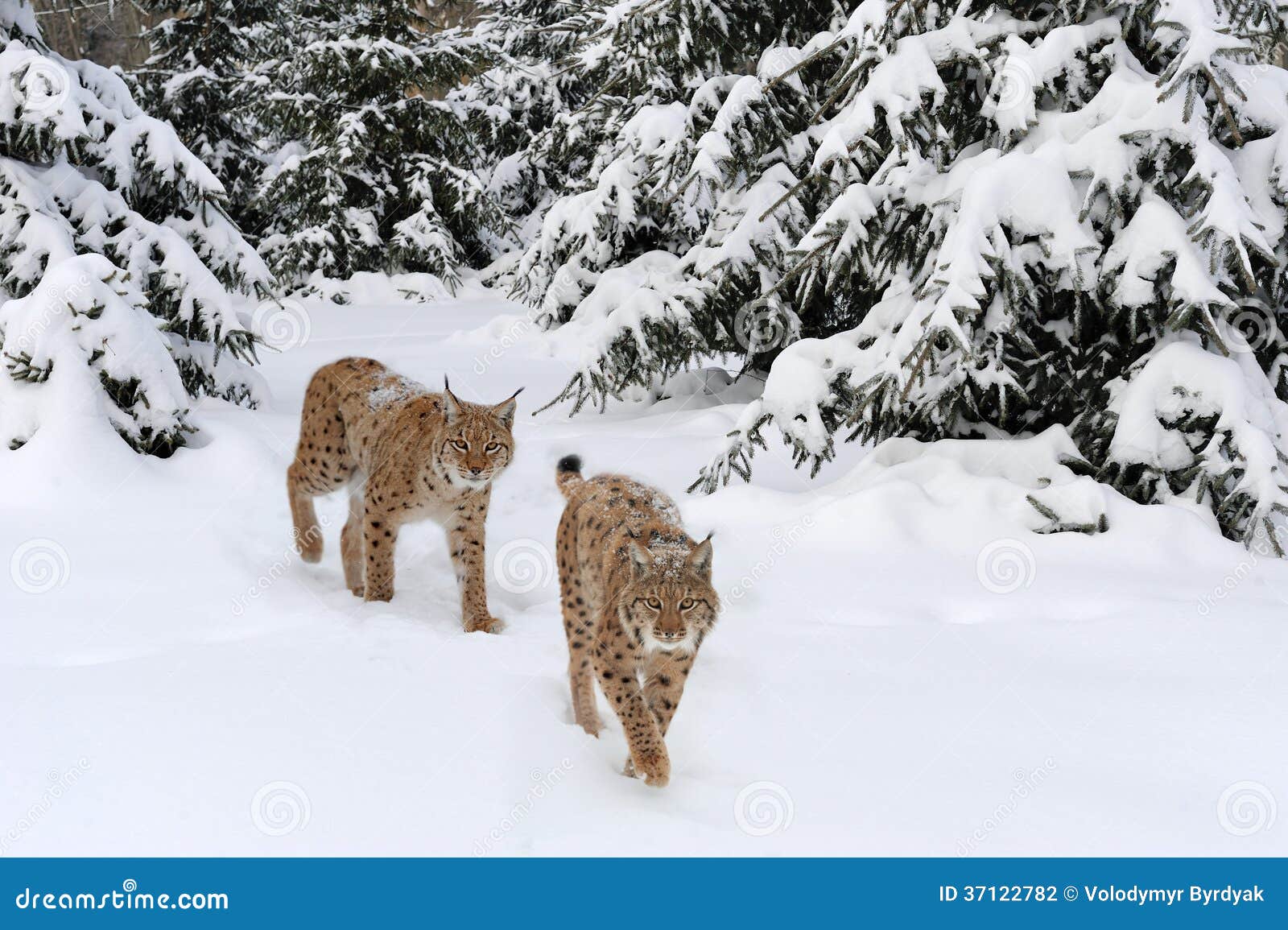 Lynx stock photo. Image of closeup, stare, mammal, sleet - 37122782