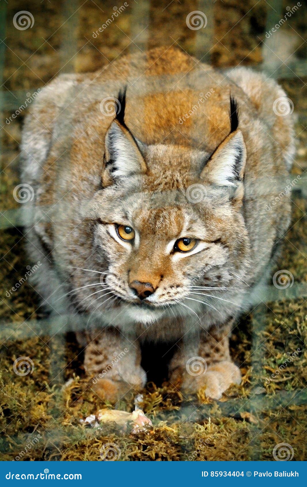 Lynx Big Cat Smart Predator Stock Photo - Image of portrait, ears: 85934404