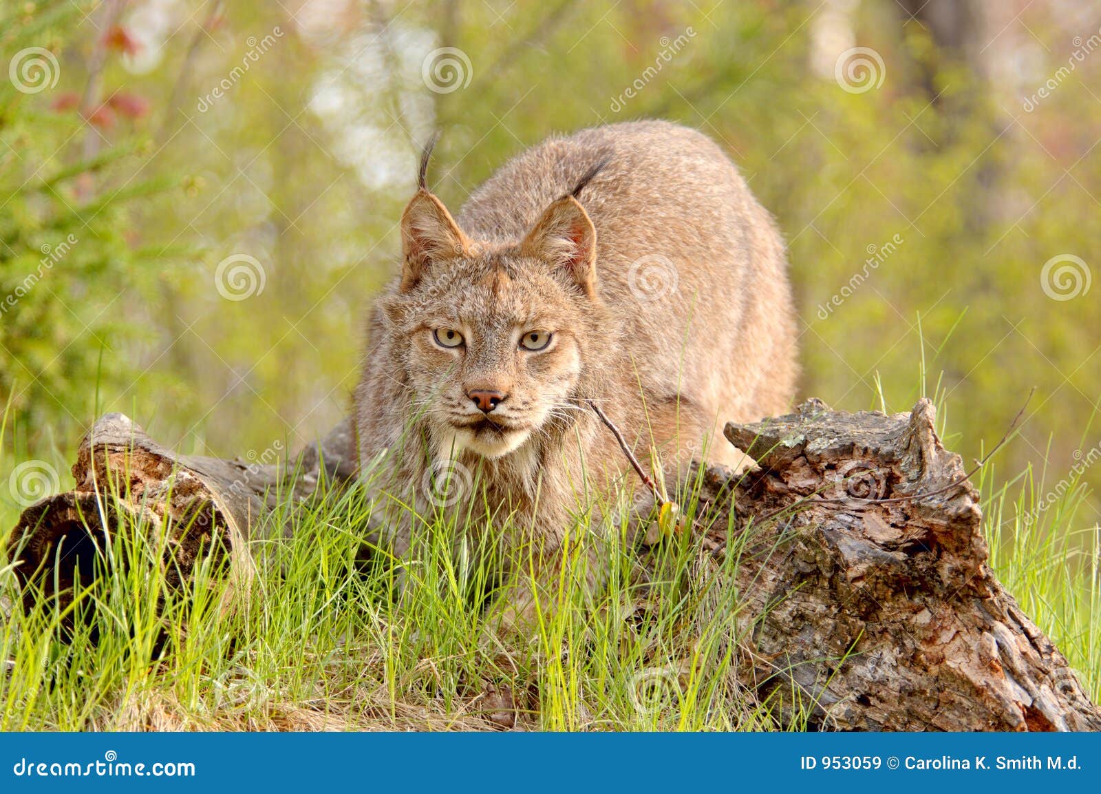 Lynx canadensis stalking stock image. Image of alert, feline - 953059