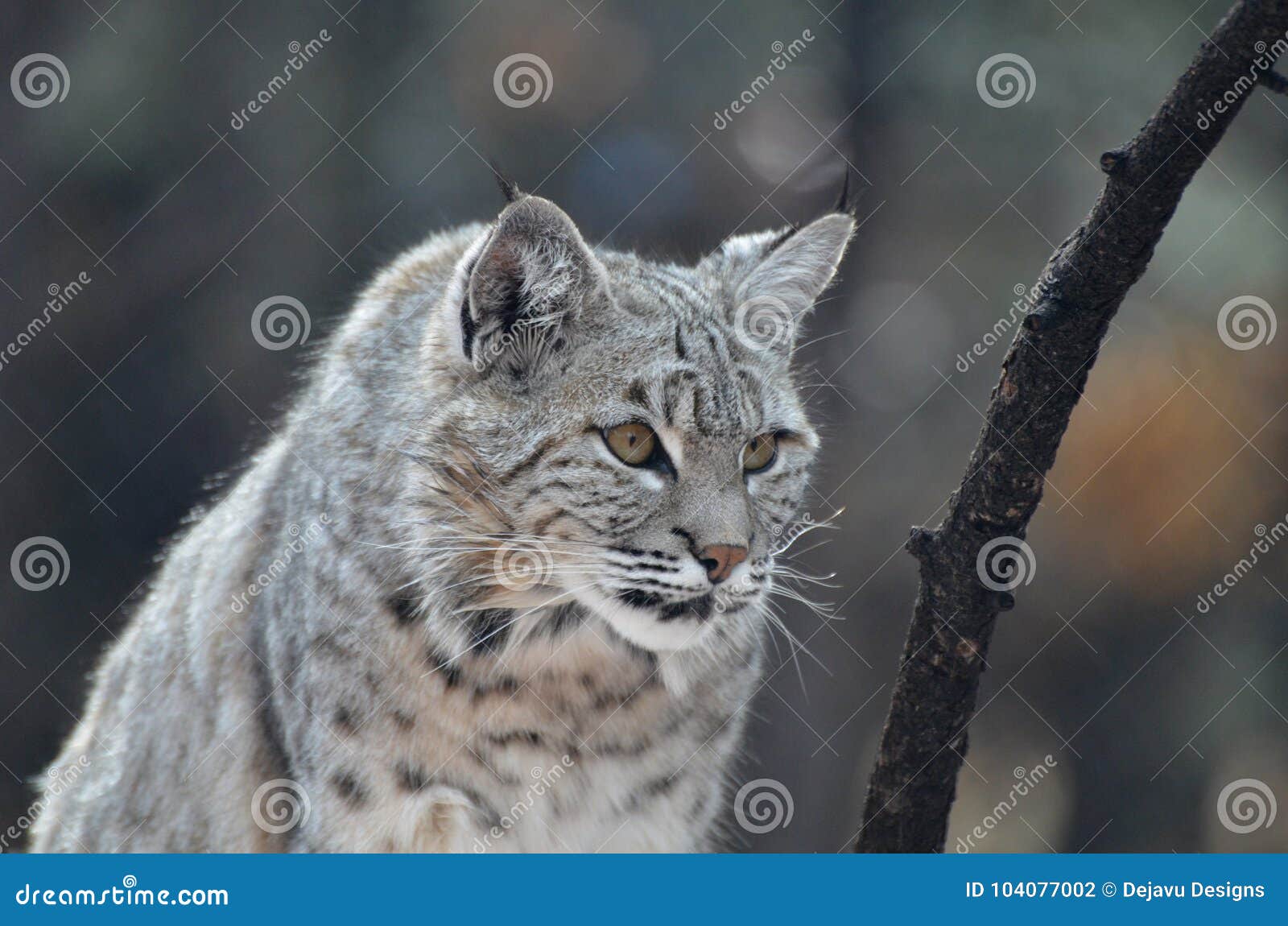 Lynx Cat on the Hunt stock photo. Image of canada, nature - 104077002