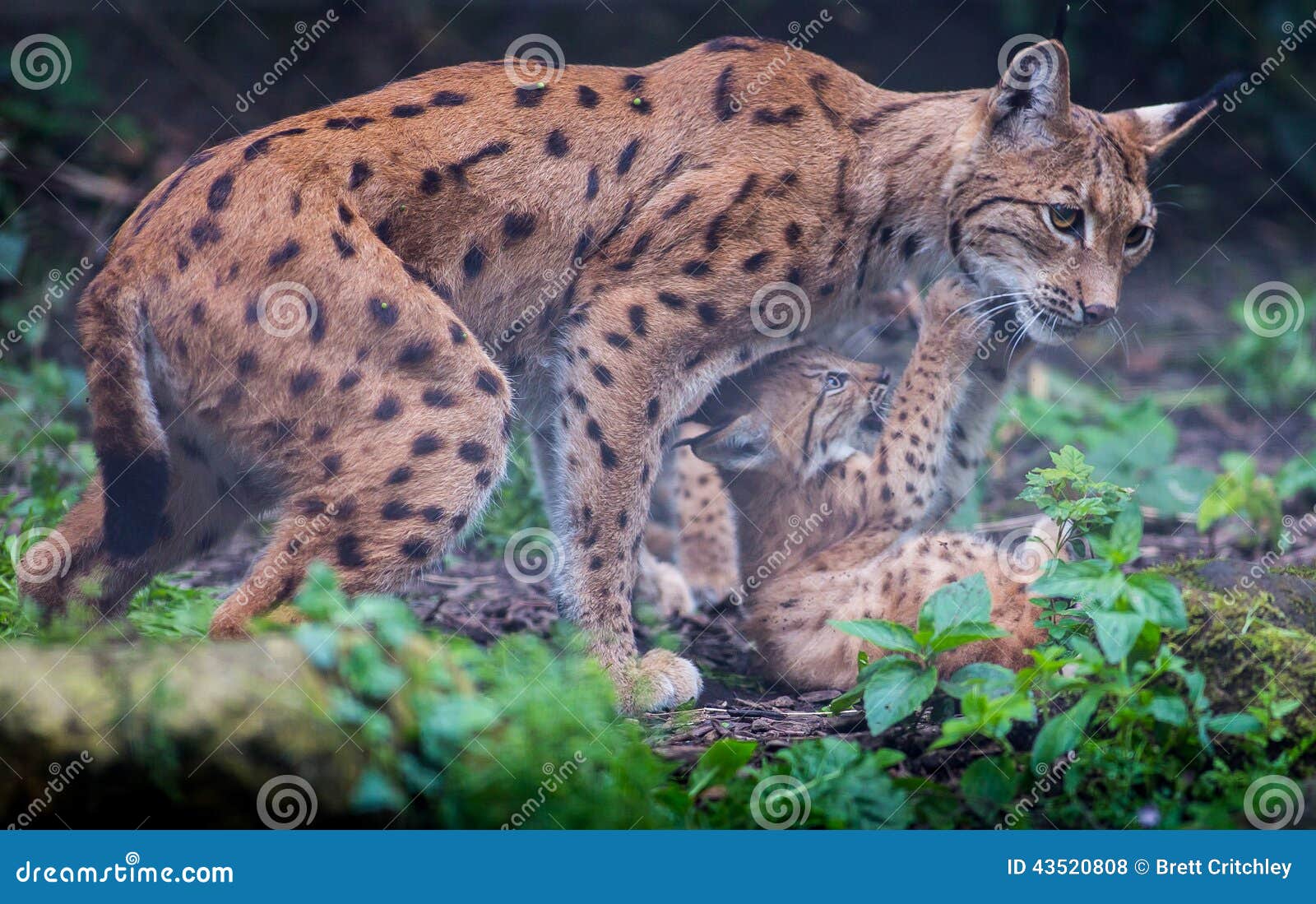 Lynx cat with kittens stock photo. Image of cubs, animals - 43520808