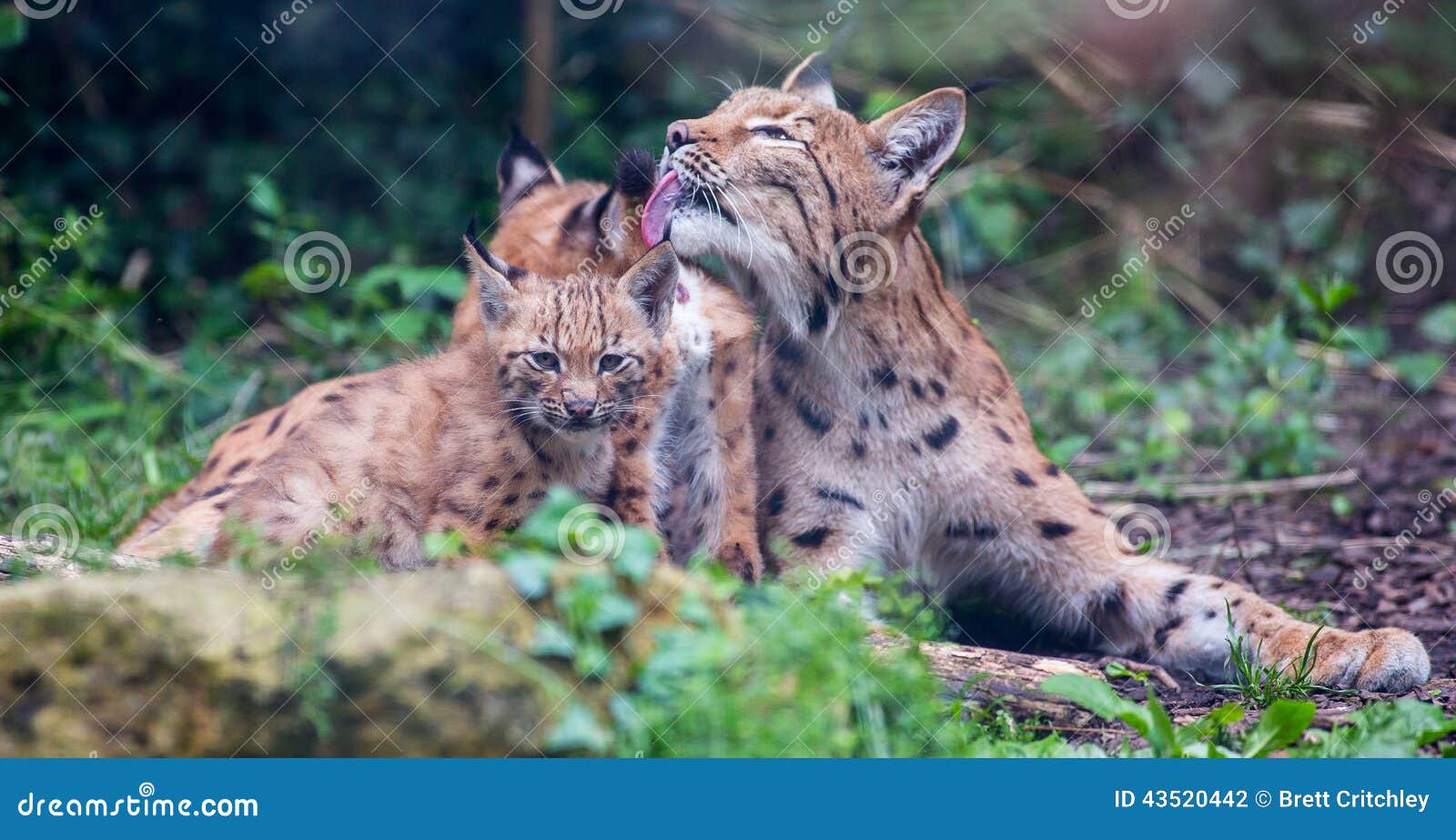 Lynx cat with kittens stock photo. Image of kitten, lynx - 43520442