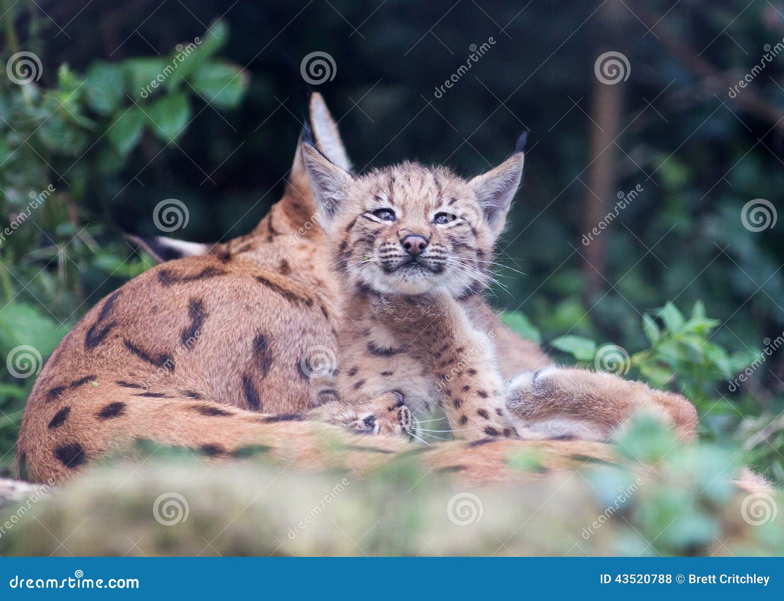 Lynx cat kittens playing stock photo. Image of cubs, animals - 43520788