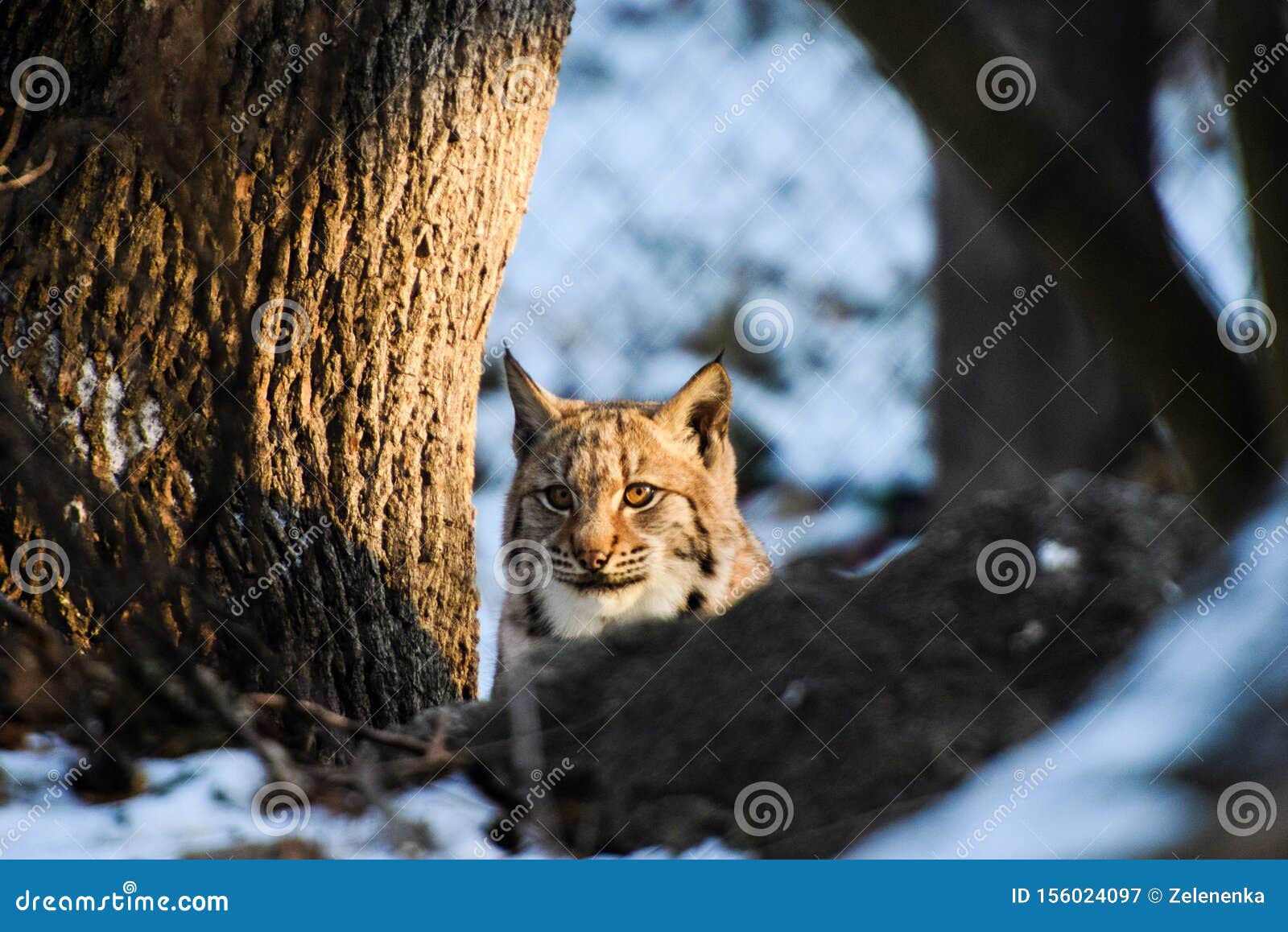A Lynx Child Hiding Behind a Tree in the Snow Stock Image - Image of ...