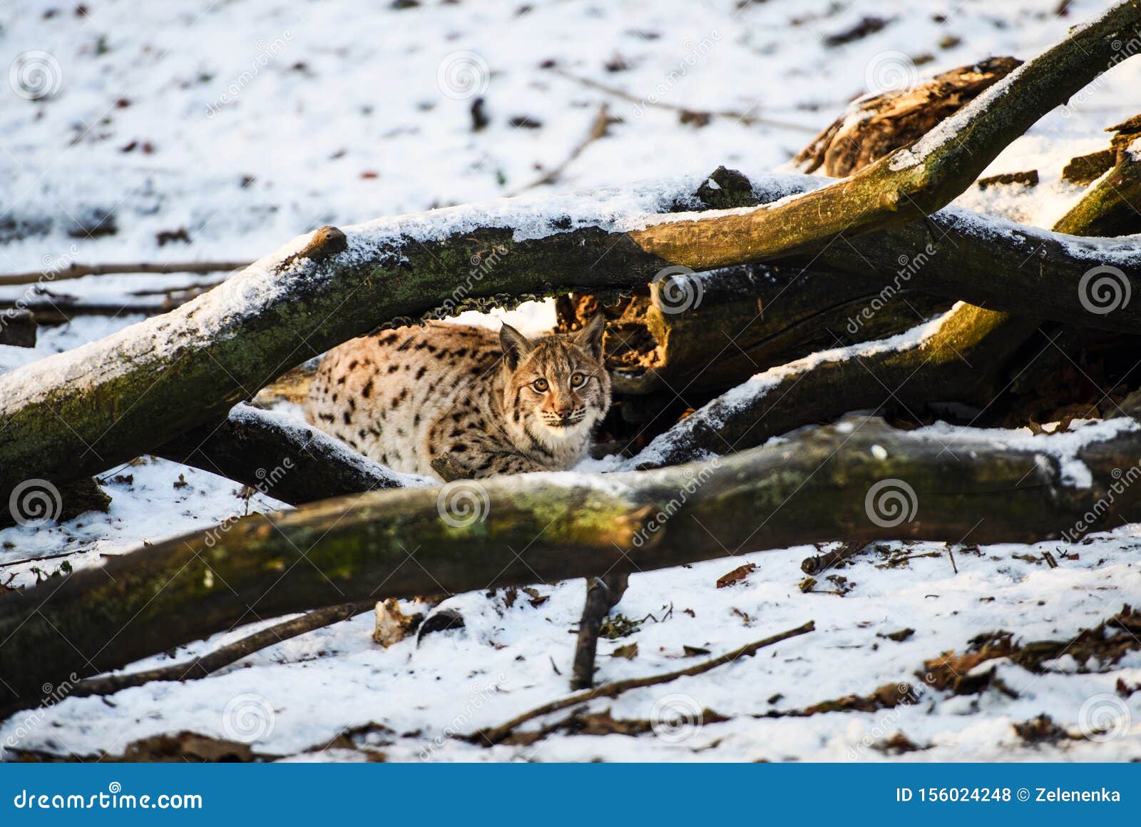 A Lynx Child Hiding Behind a Tree in the Snow Stock Photo - Image of ...
