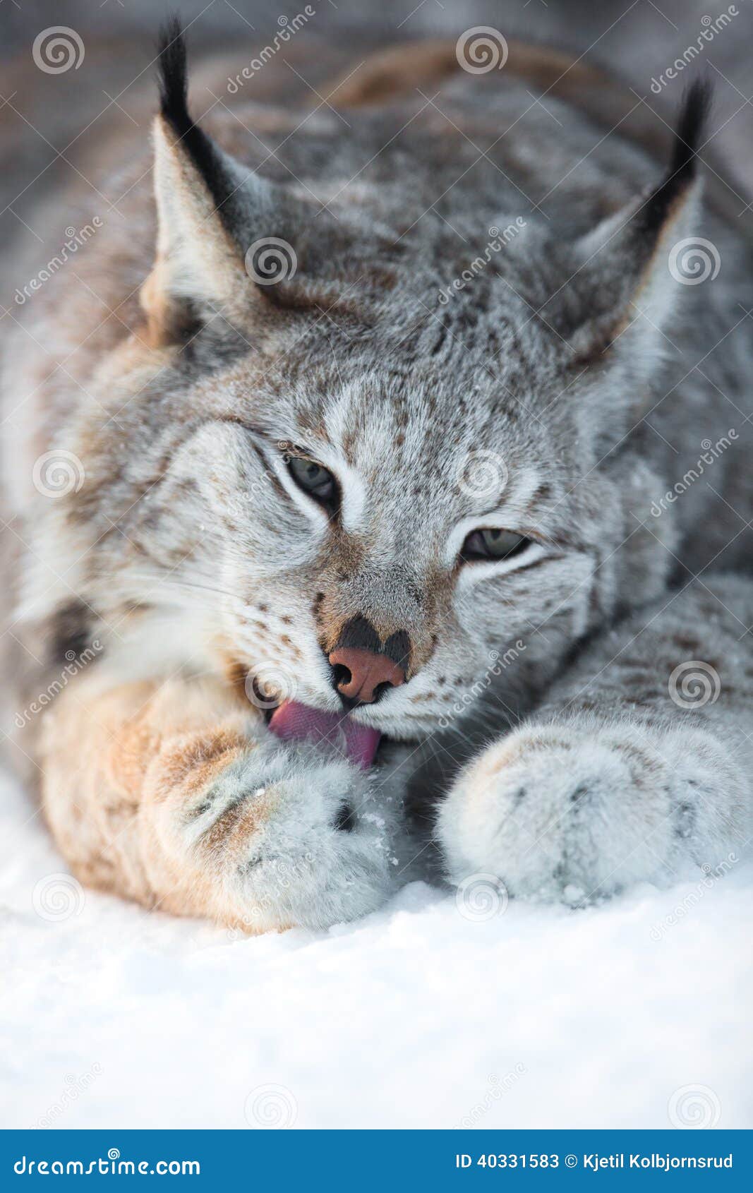 Lynx cleaning paws in snow stock image. Image of vertical - 40331583